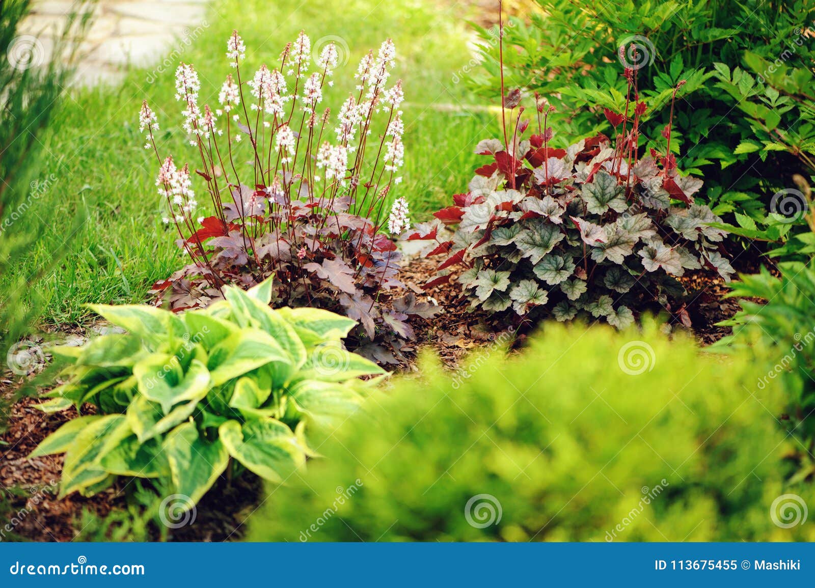 Heuchera Hostas Stock Photos - Free & Royalty-Free Stock Photos from ...