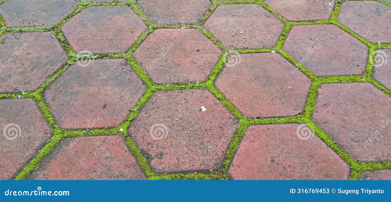 Red Hexagonal Paving Blocks with Green Grass Growing on the Grout Stock ...
