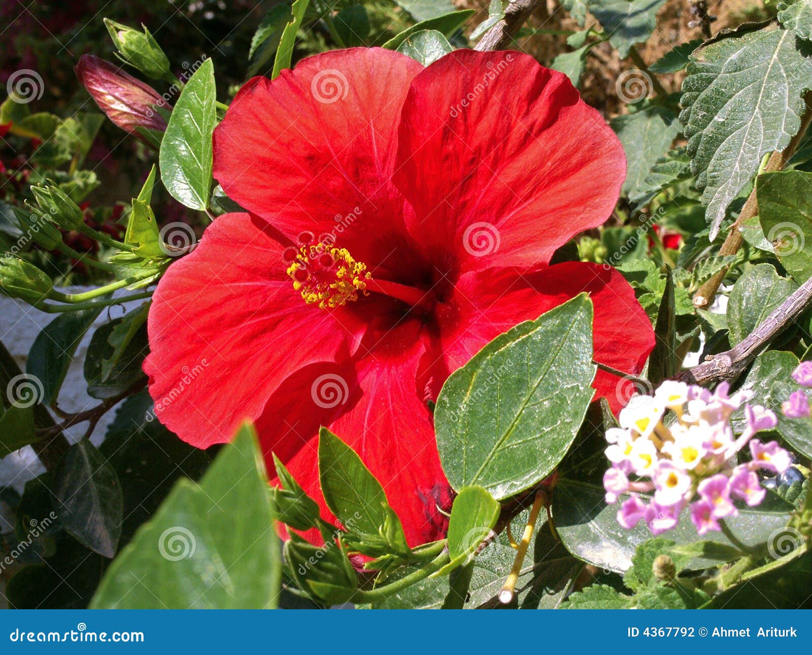 Red Hibiscus stock photo. Image of iariturk, beautiful - 4367792