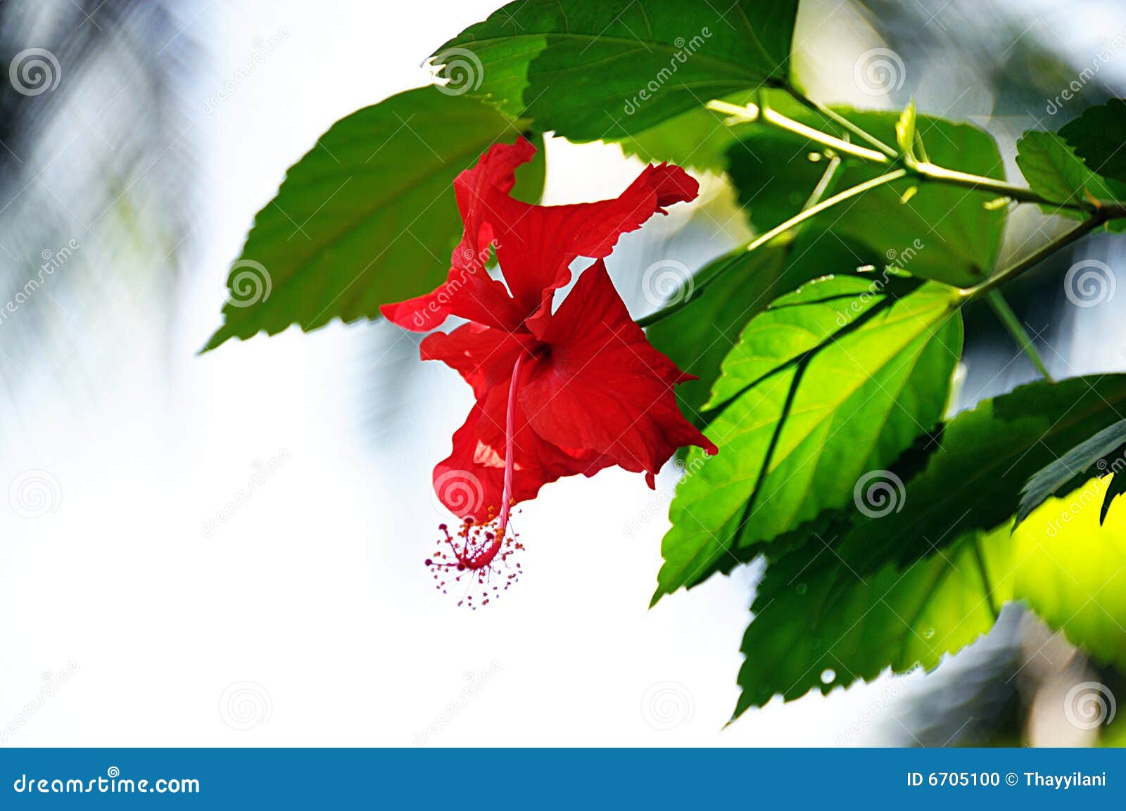 Red Hibiscus stock photo. Image of agriculture, leave - 6705100