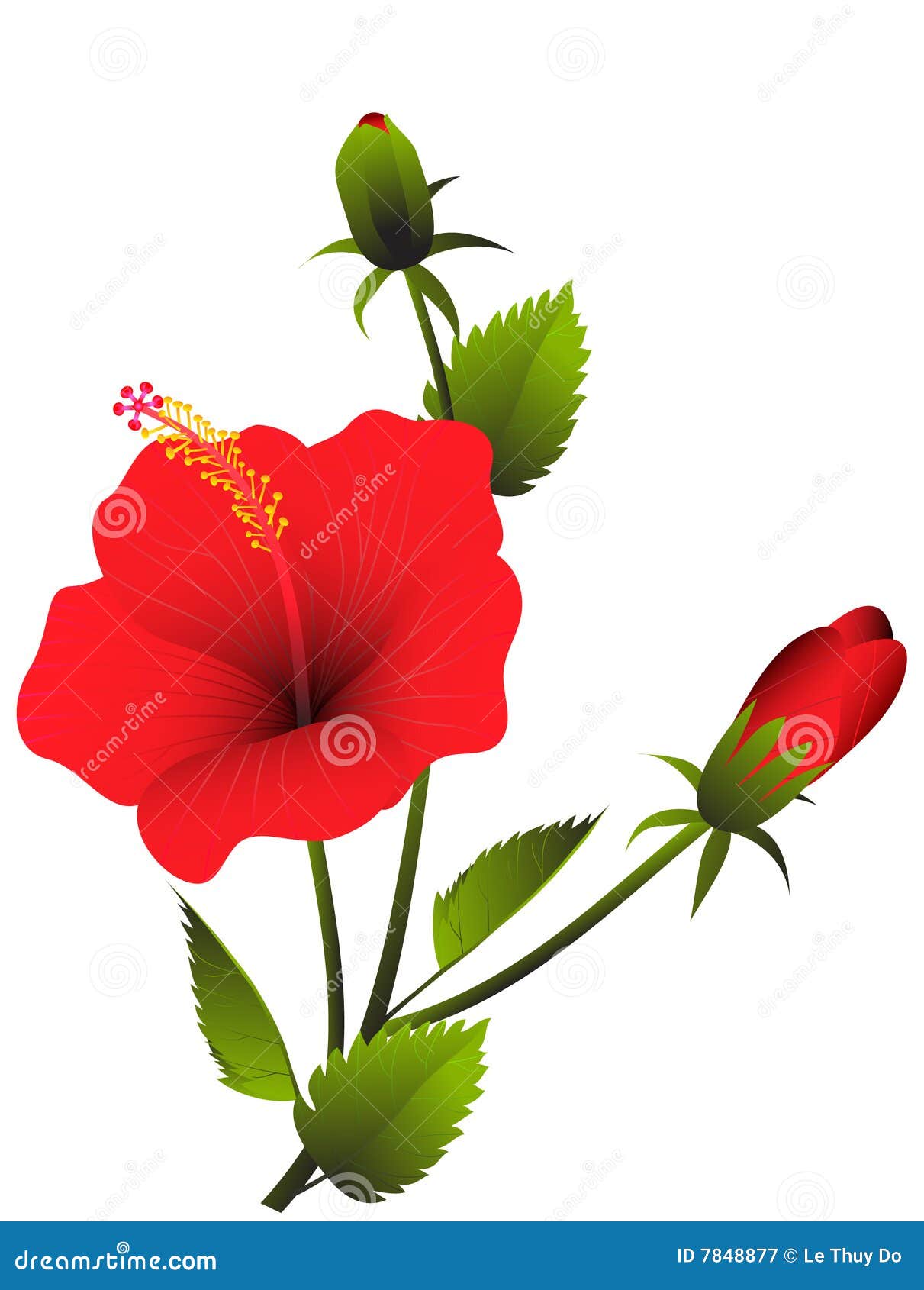 Red Hibiscus stock illustration. Illustration of growth - 7848877