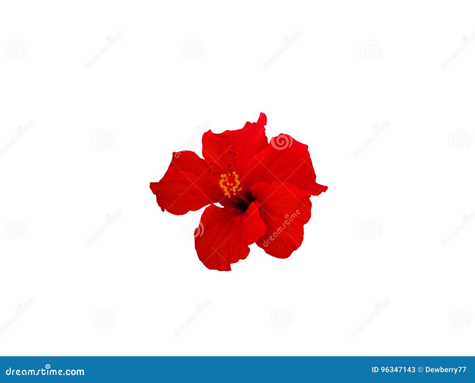 Red Hibiscus & X28;China Rose& X29; Stock Image - Image of flower ...