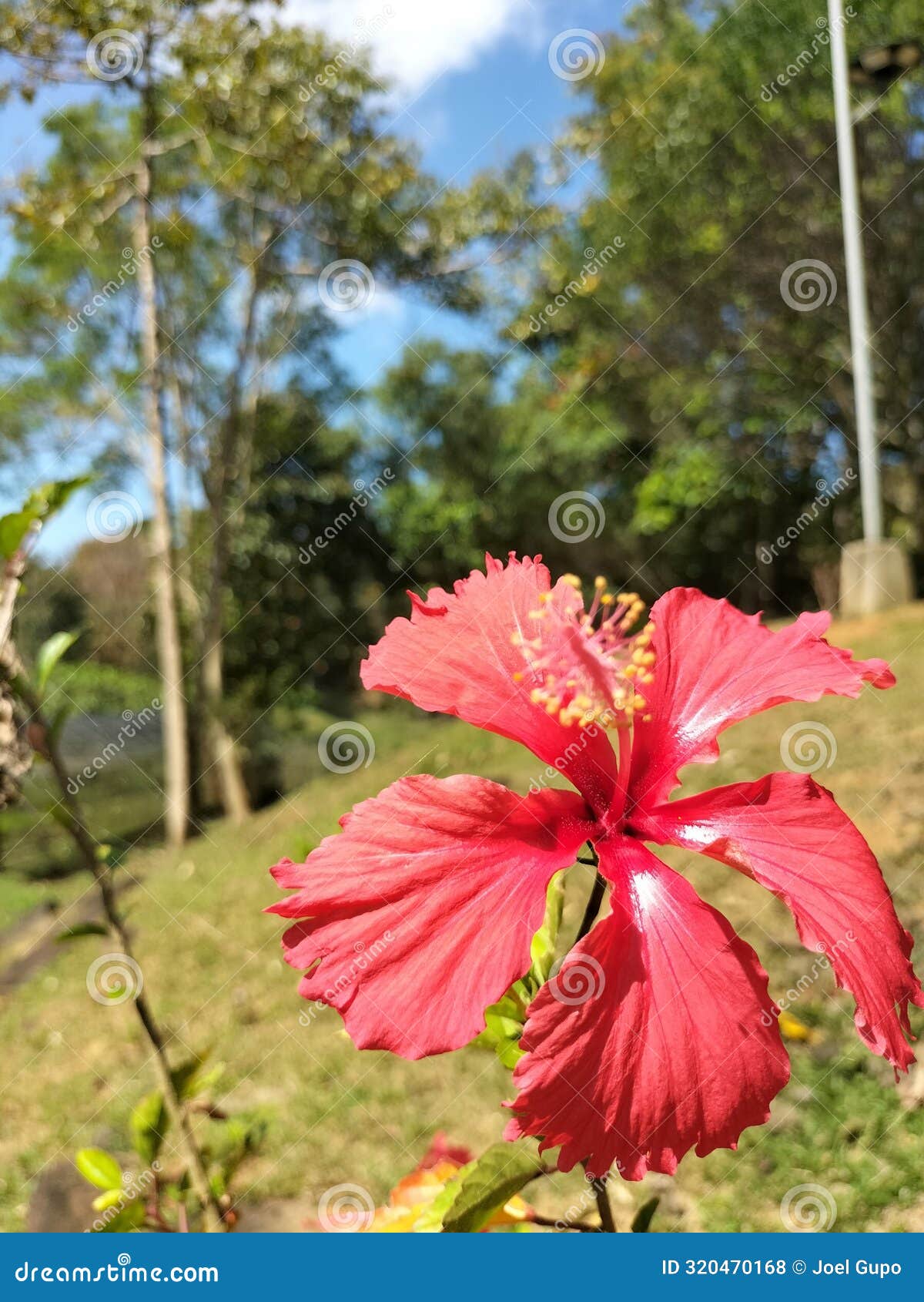 A Red Hibiscus in the Field Stock Photo - Image of mountain, hibiscus ...