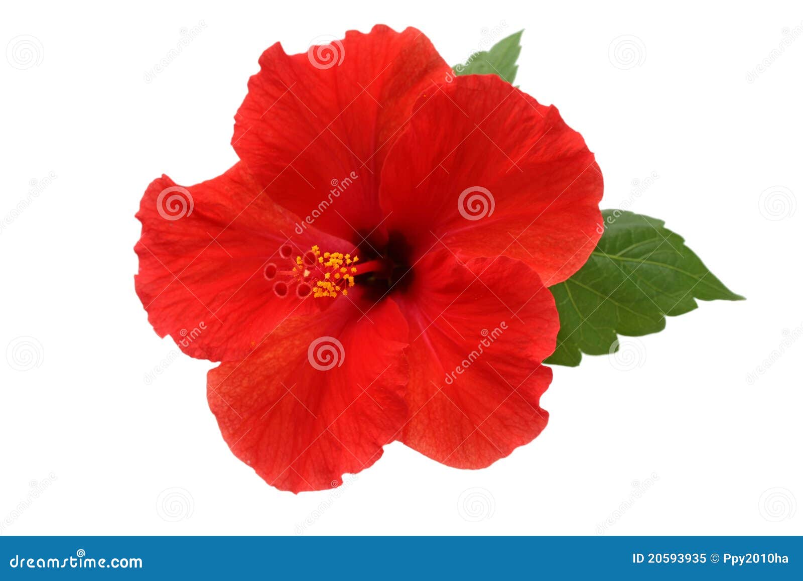 A red hibiscus flower stock image. Image of nature, beautiful - 20593935