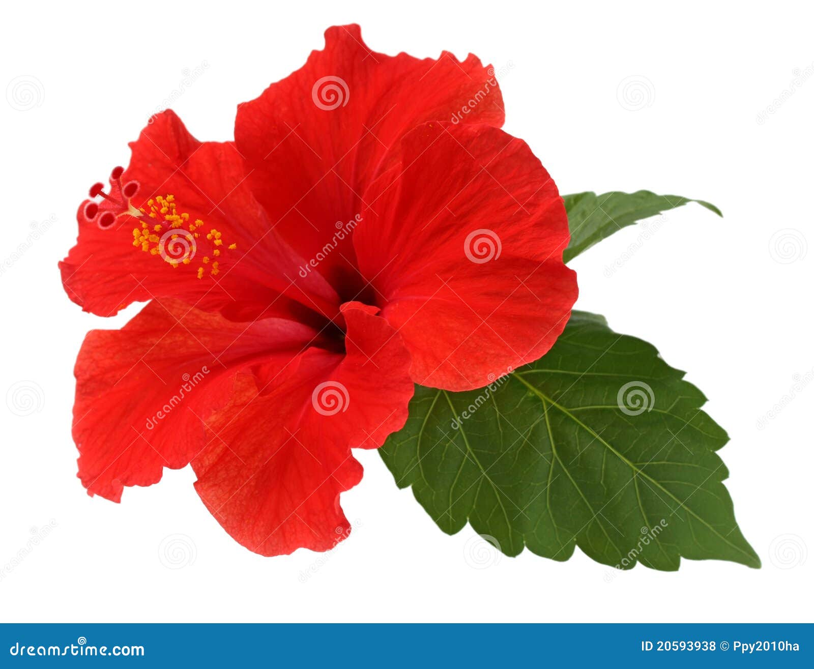 Red Hibiscus Flower In Garden Stock Image | CartoonDealer.com #180888073