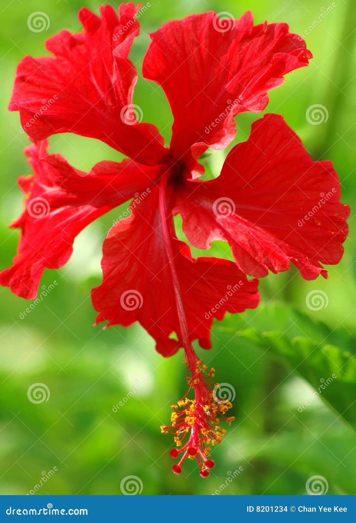 Red hibiscus flower stock photo. Image of agriculture - 8201234