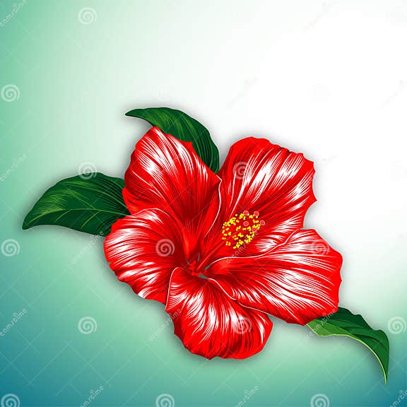 Red Hibiscus Flower Stock Vector Illustration Of Grow 9335383