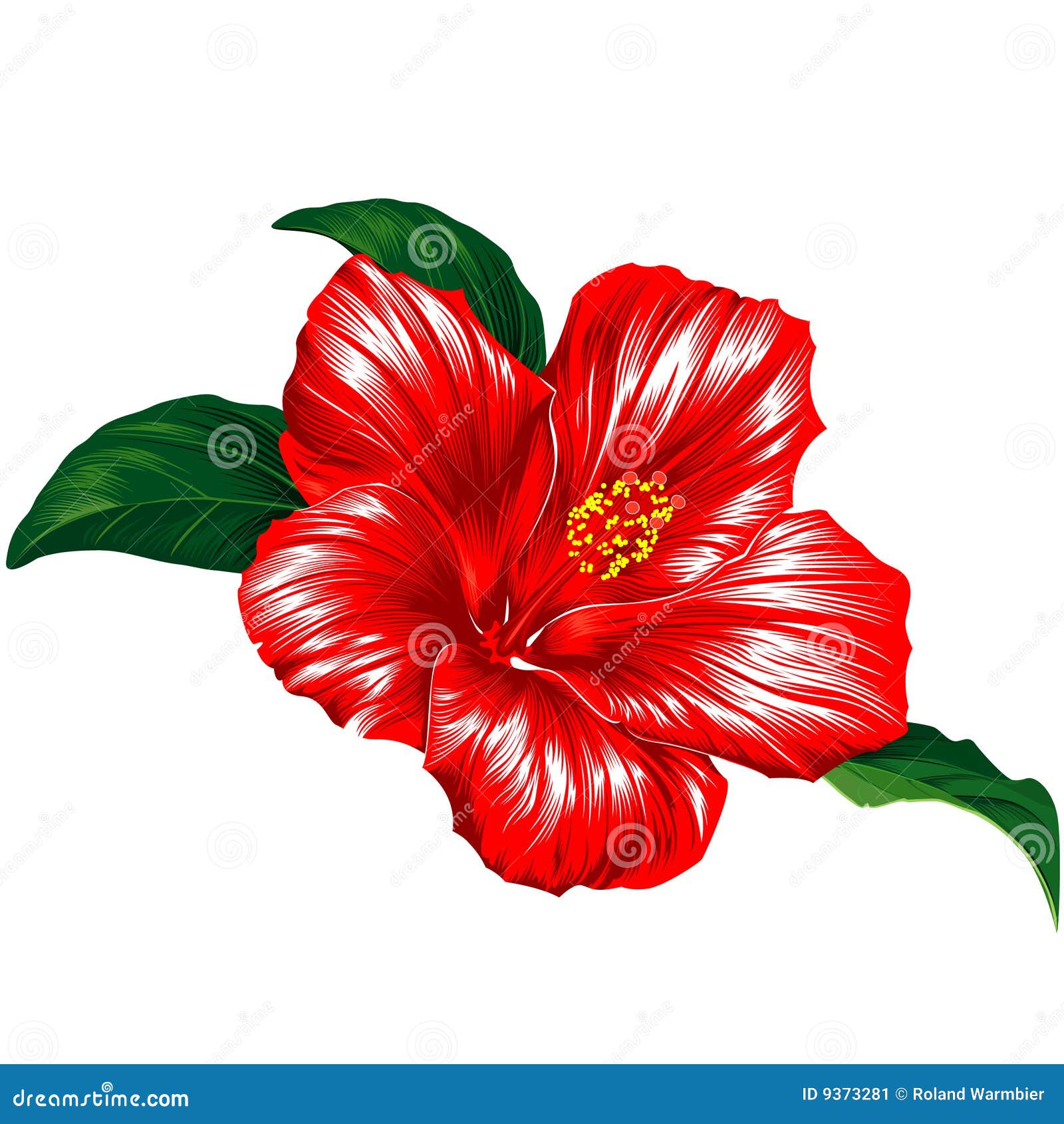 Red hibiscus flower stock vector. Illustration of hawaii - 9373281