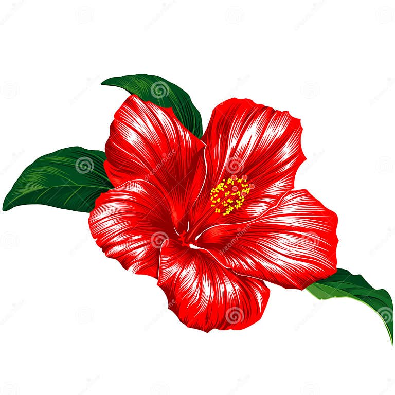 Red hibiscus flower stock vector. Illustration of hawaii - 9373281
