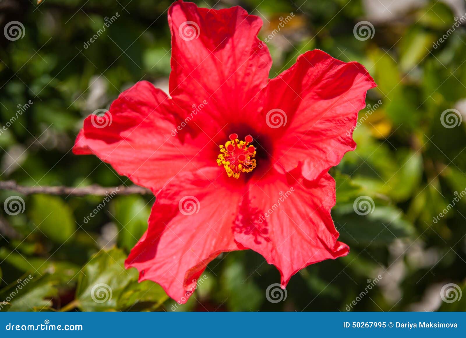 Red Hibiscus Flower, Andalusia, Spain Stock Image - Image of iberian ...