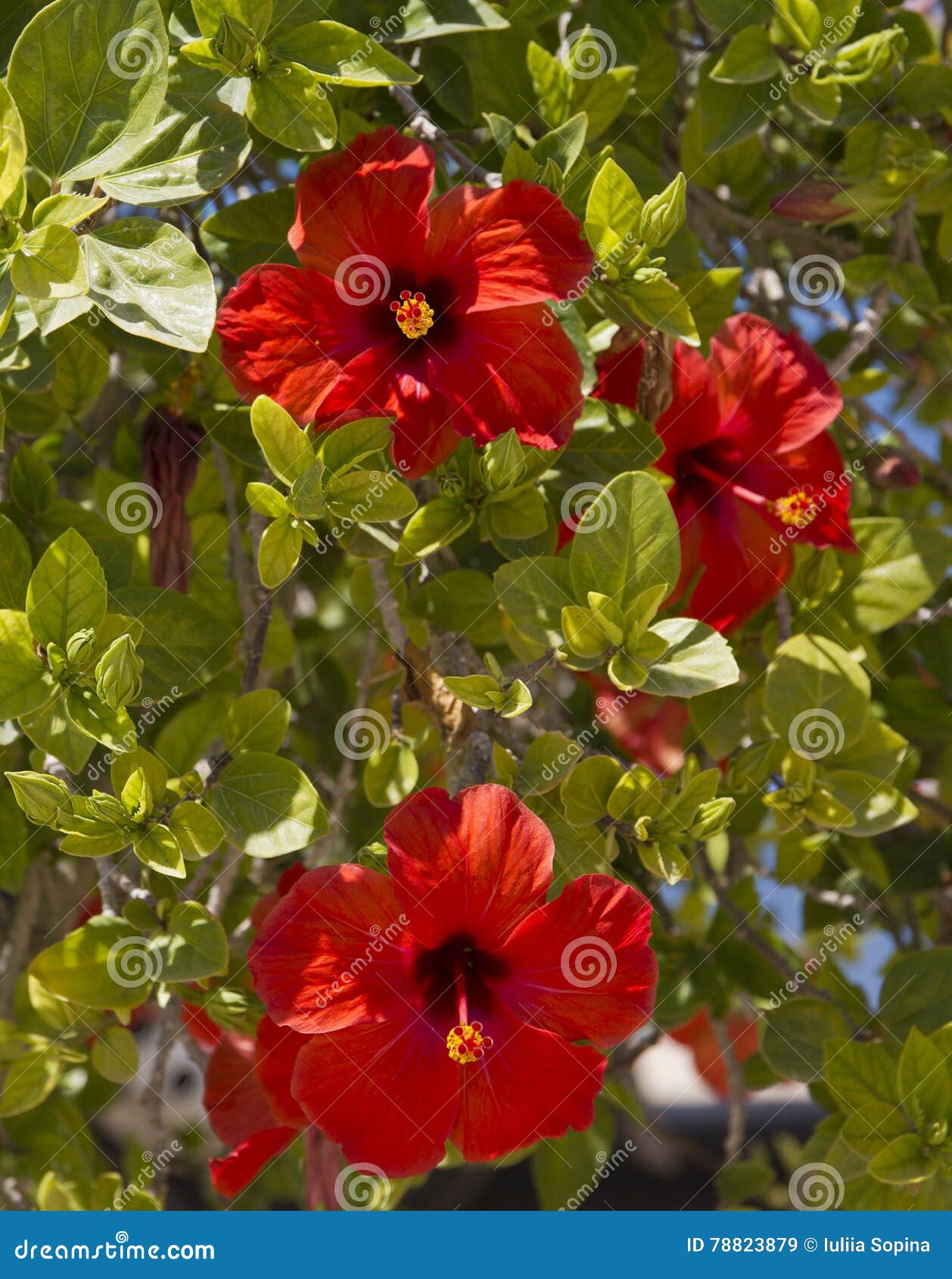 Red Hibiscus Flower Exotic Flowers In Africa Stock Image Image Of