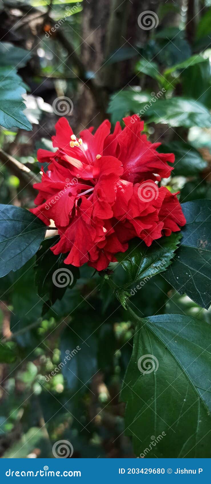 Red Hibiscus Flower in Garden Stock Photo - Image of leaf, wildflower ...
