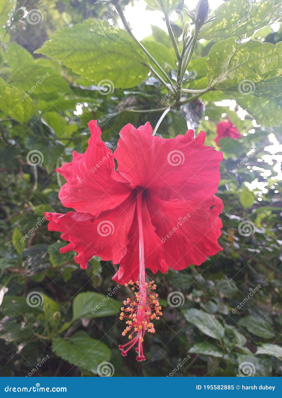 Red Hibiscus Flower [Gudhal Flower] Stock Image - Image of india ...