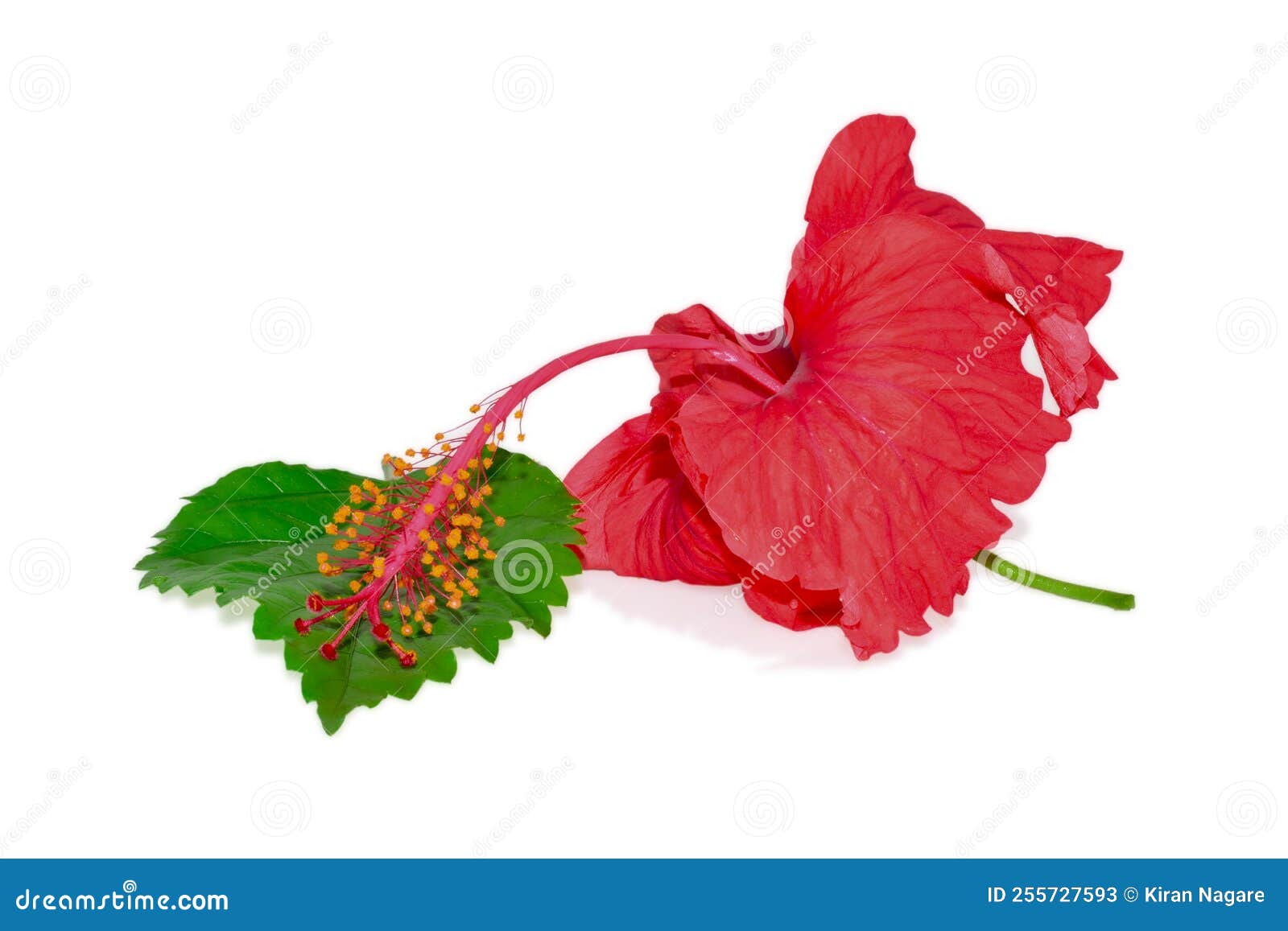 Red Hibiscus flower stock image. Image of hibiscus, petal - 255727593