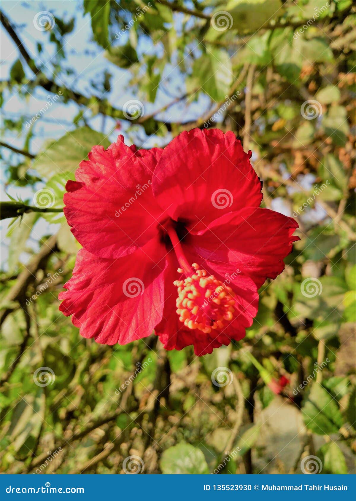 Red hibiscus flower stock photo. Image of spring, beautiful - 135523930