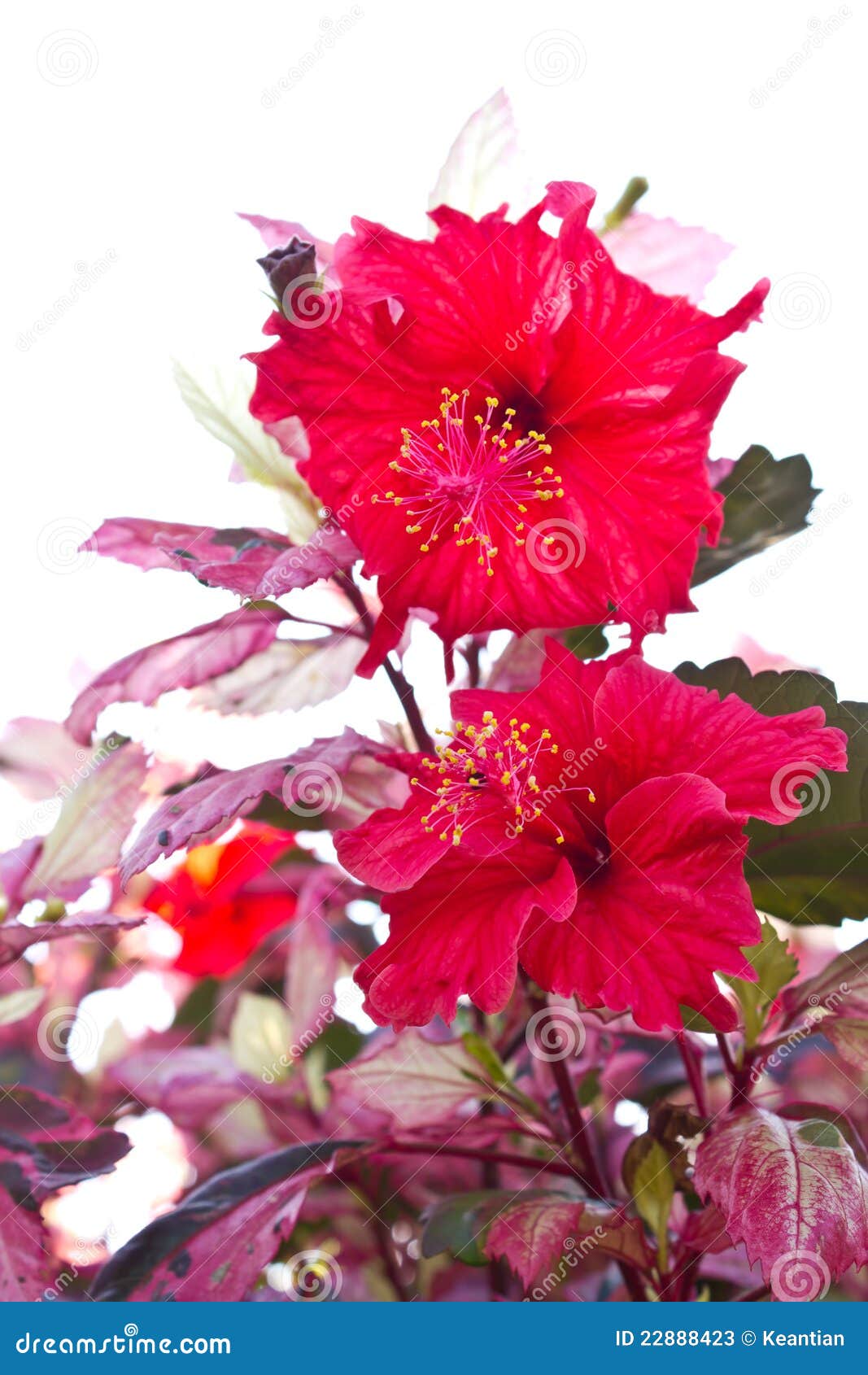 Red hibiscus flowers. stock image. Image of element, blur - 22888423