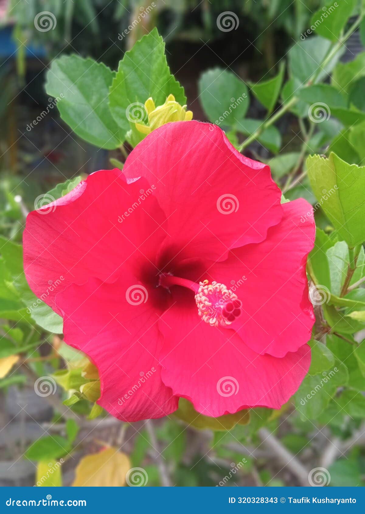 Red hibiscus flowers stock image. Image of beautiful - 320328343