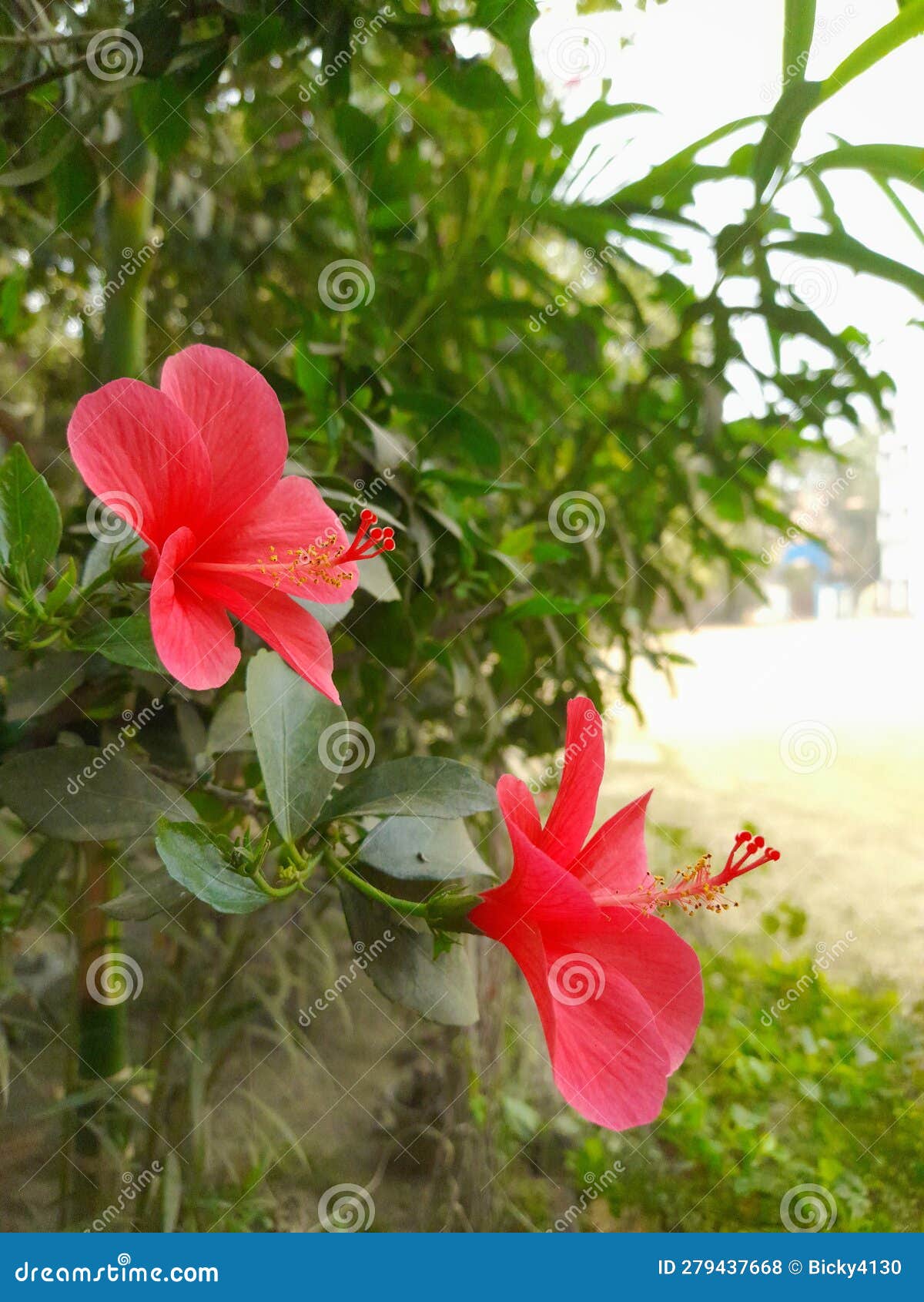 Red Hibiscus Flowers in Side View Stock Photo - Image of side, hibiscus ...