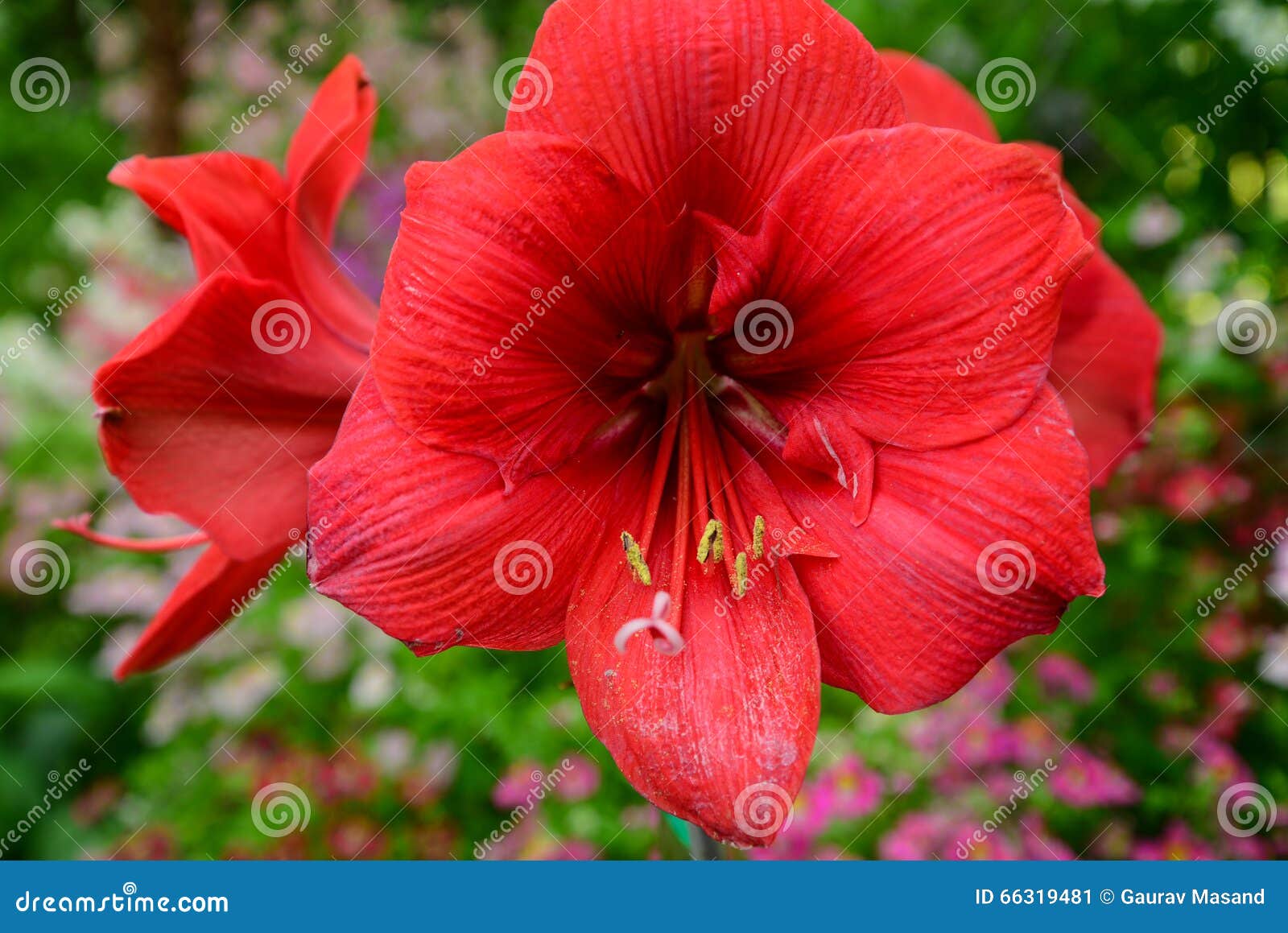 Red Hibiscus Flowers in Spring Stock Image - Image of catching, laptop ...