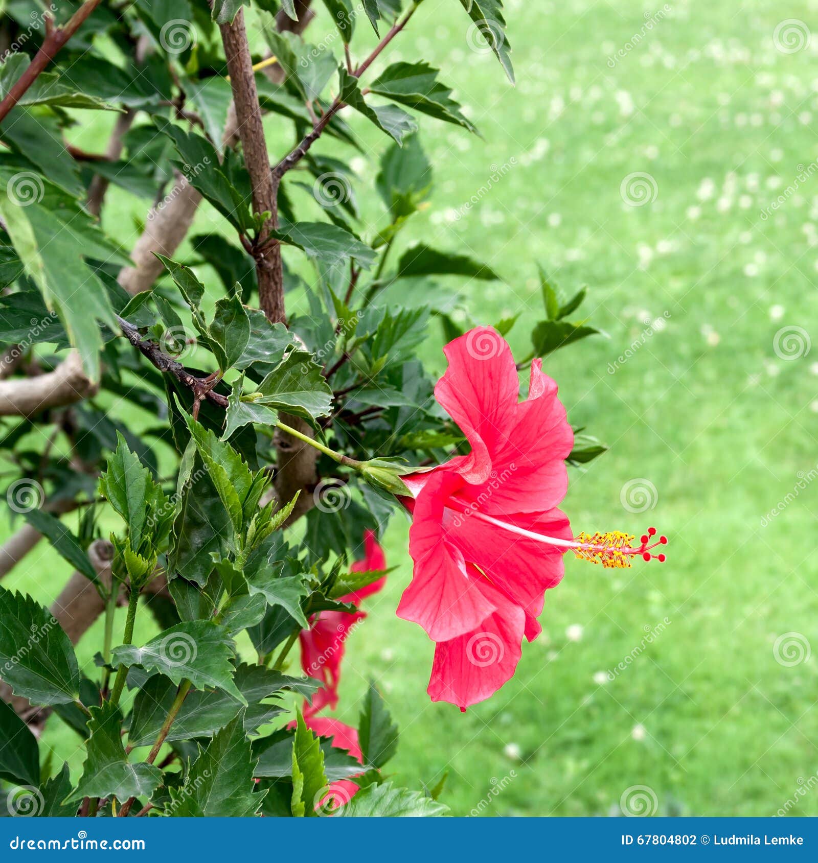 Red hibiscus flowers. stock photo. Image of colorful - 67804802