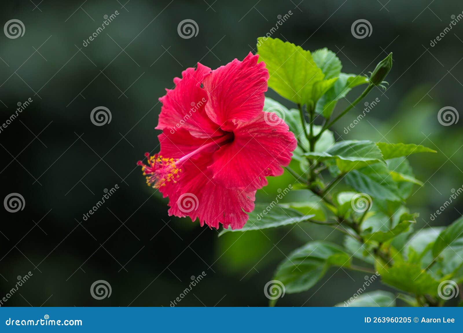 A Red Hibiscus in Full Bloom Stock Image - Image of floral, blossom ...