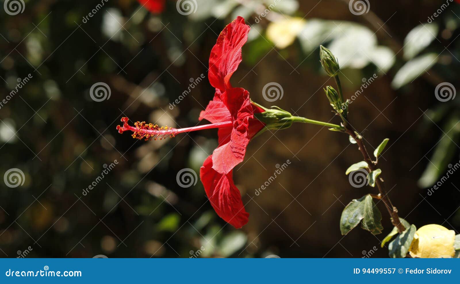 Red hibiscus side view stock image. Image of object, hibiskus - 94499557