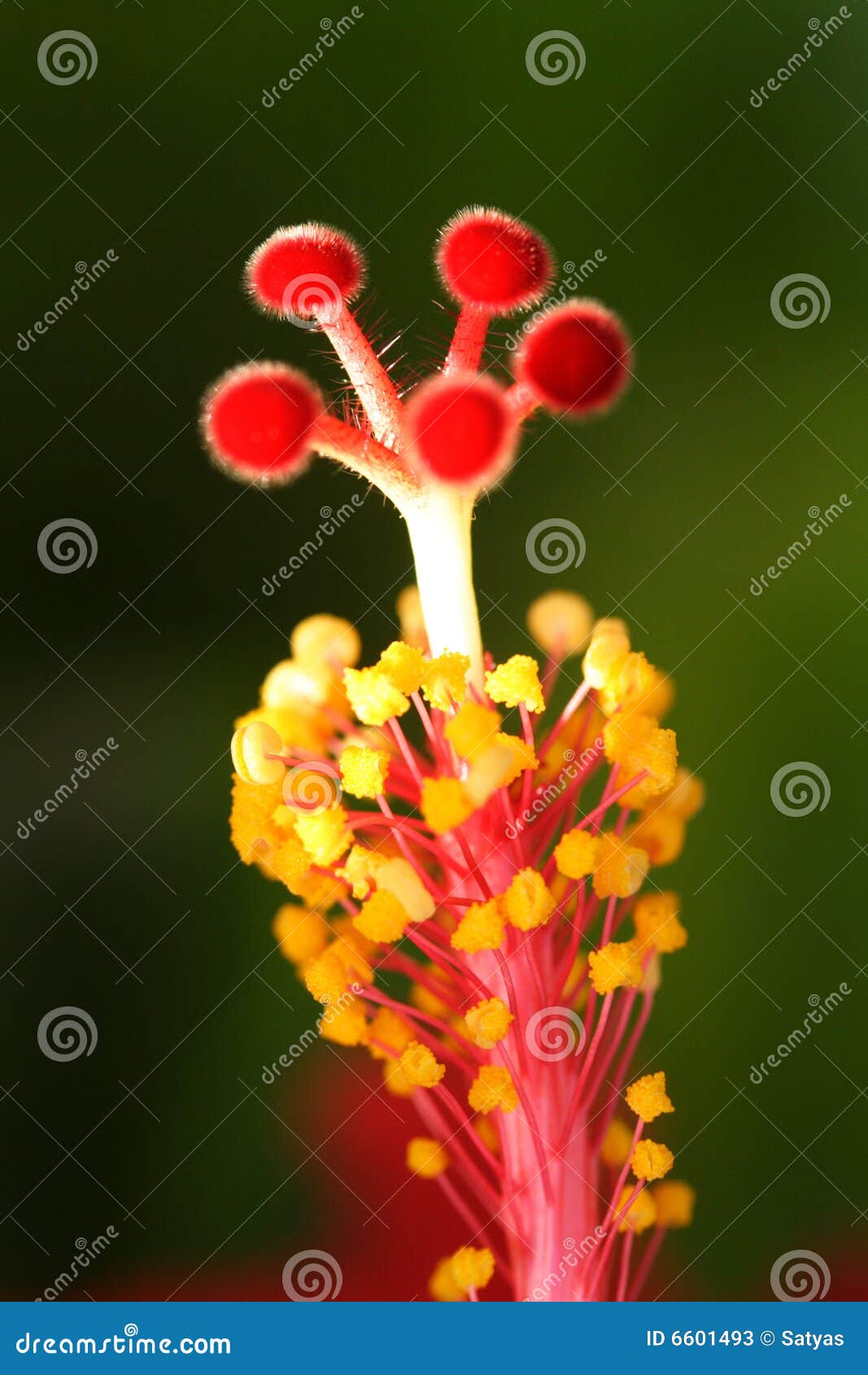 Red hibiscus stigma stock image. Image of nature, botany - 6601493