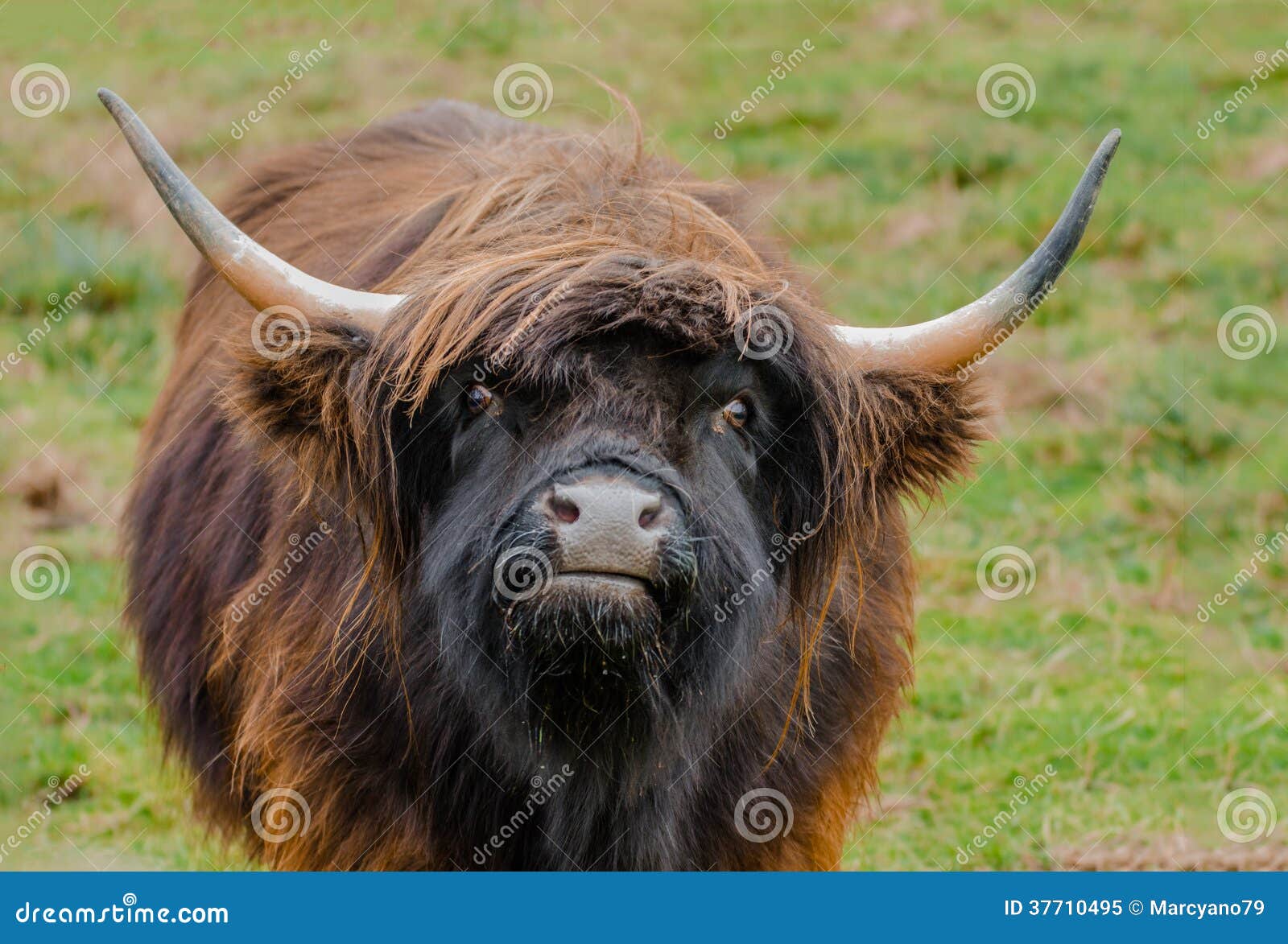 Highland Bull With A Very Long Tuft Of Reddish Brown Hair On A Cattle ...