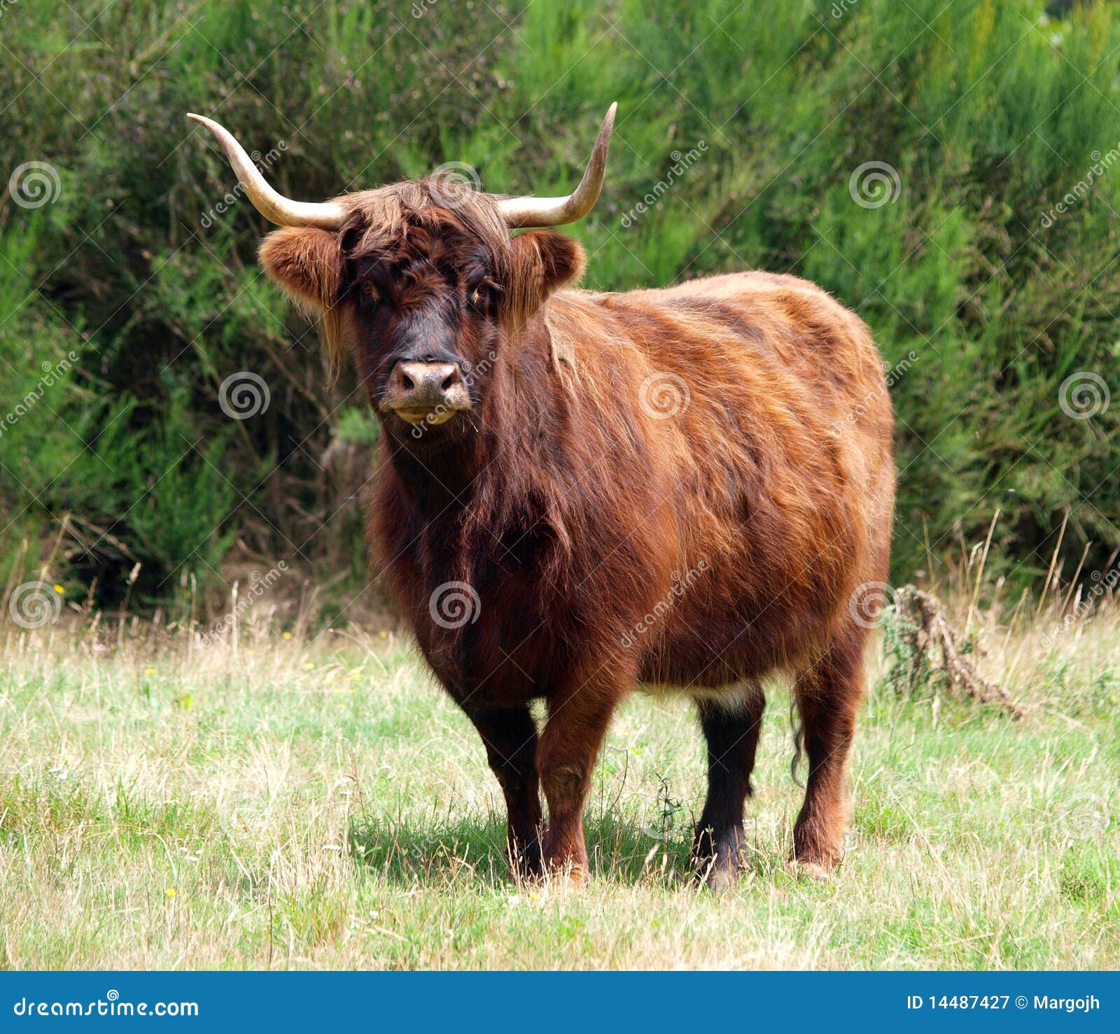 Red Highland Cow stock image. Image of bullock, bovine - 14487427