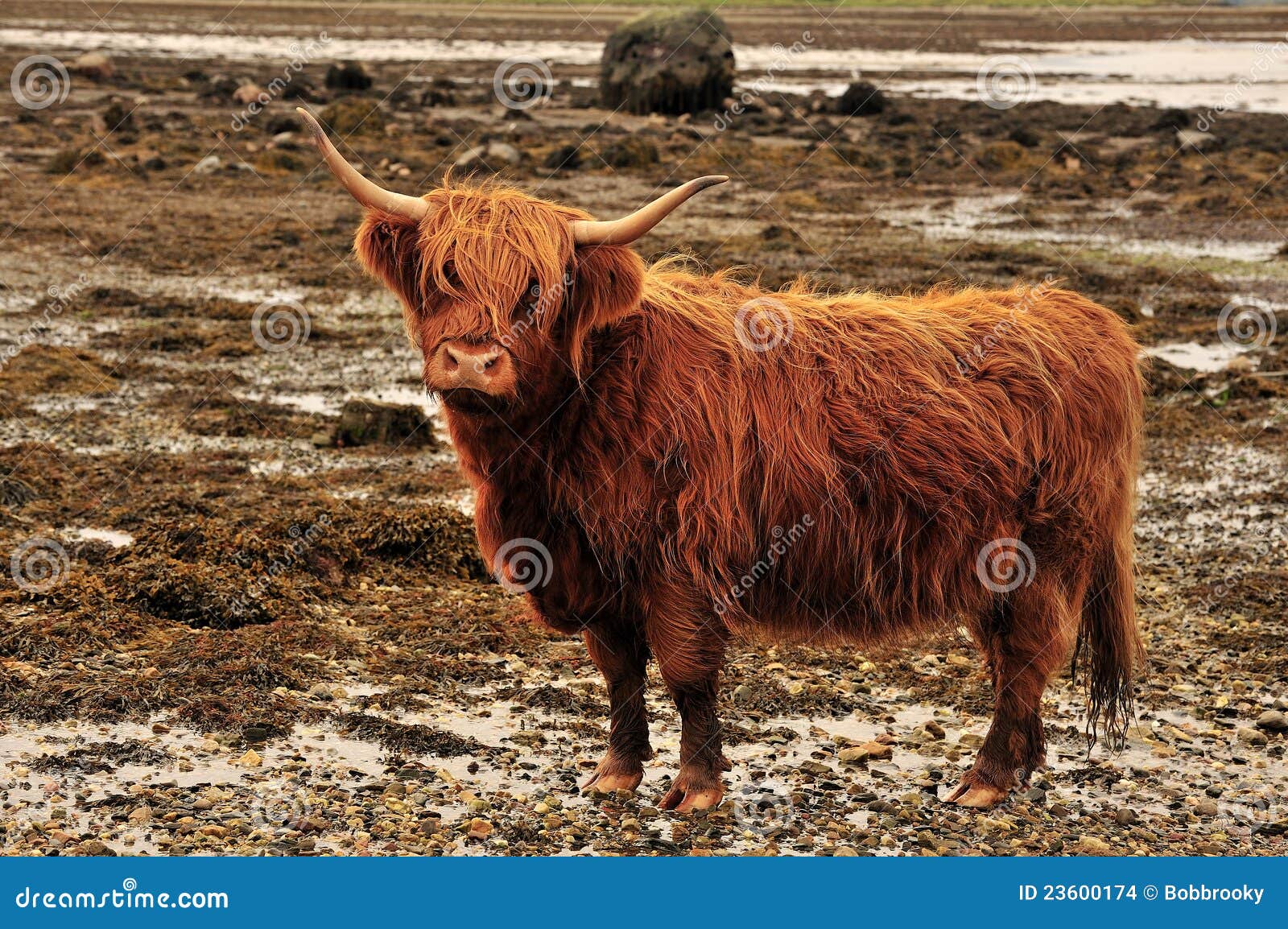 Red Highland Cow or Kyloe, Argyll, Scotland Stock Photo - Image of ...