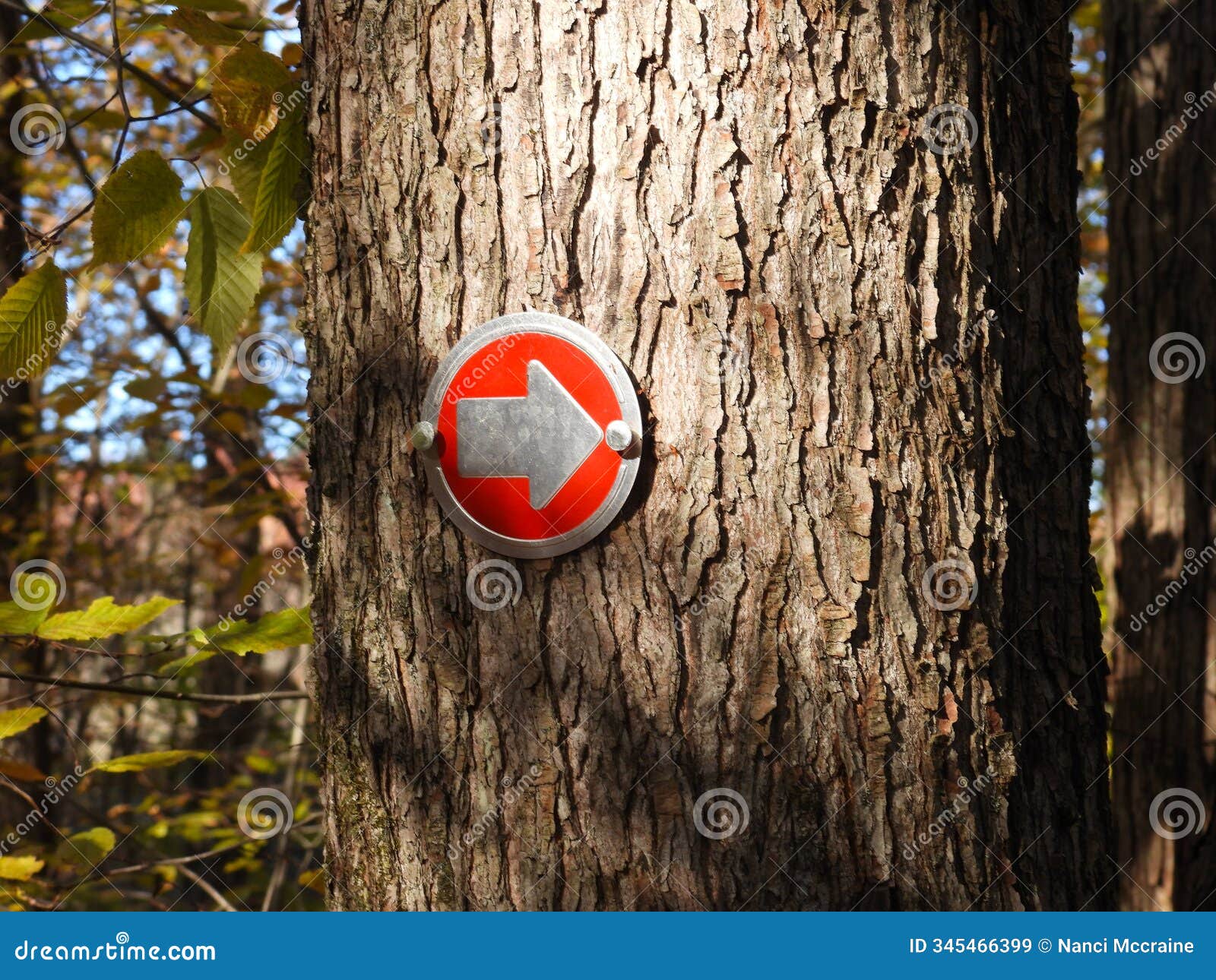 Red Hiking Trail Marker on Tree To Direct Hikers in NYS FingerLakes ...