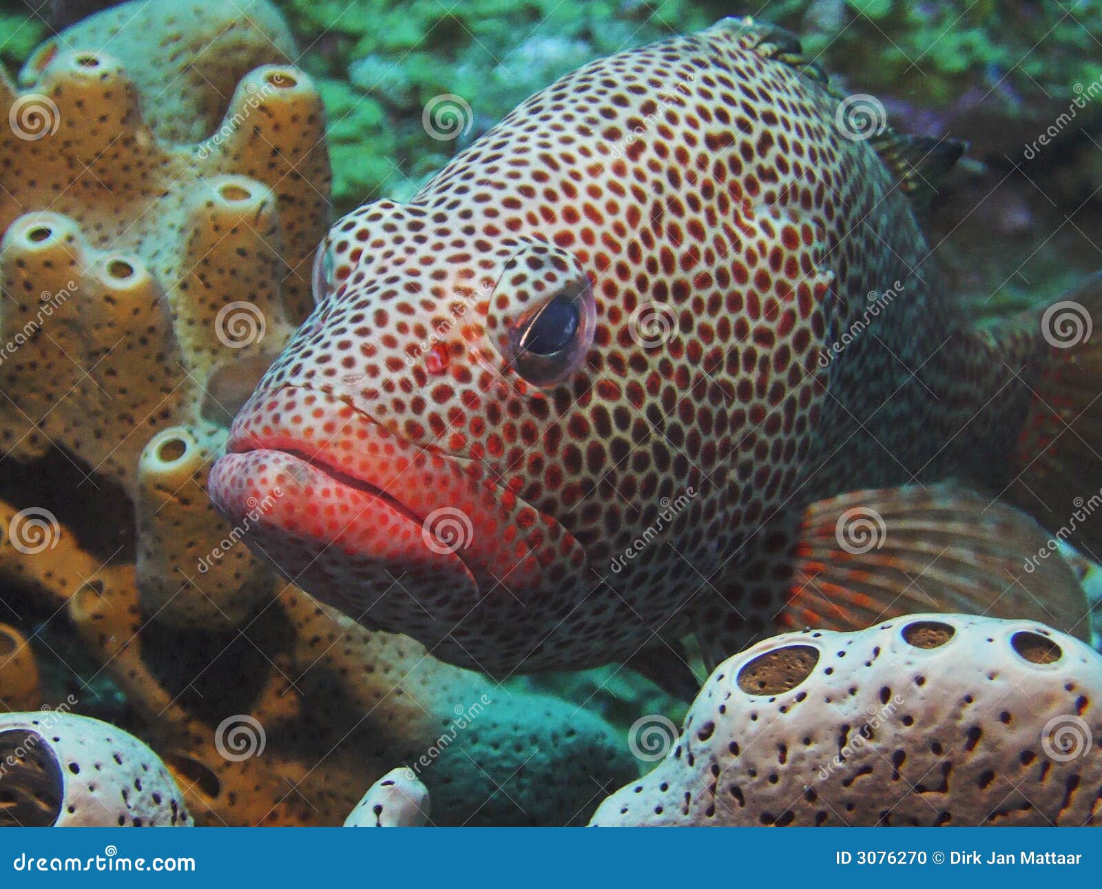 Red Hind stock photo. Image of marine, exotic, adventure - 3076270