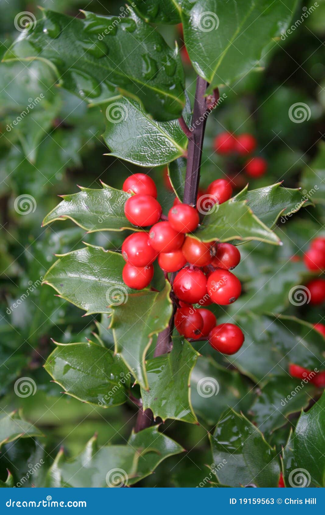 Red Holly Berries stock image. Image of rural, hedge - 19159563