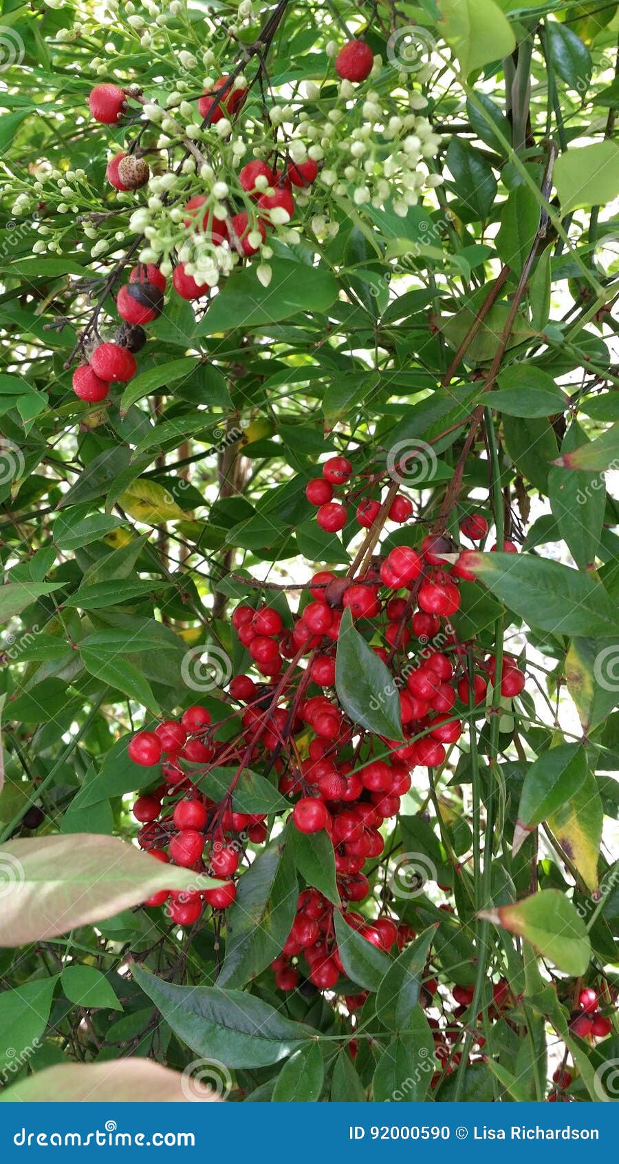 Red Holly Berries stock photo. Image of gardening, spring - 92000590