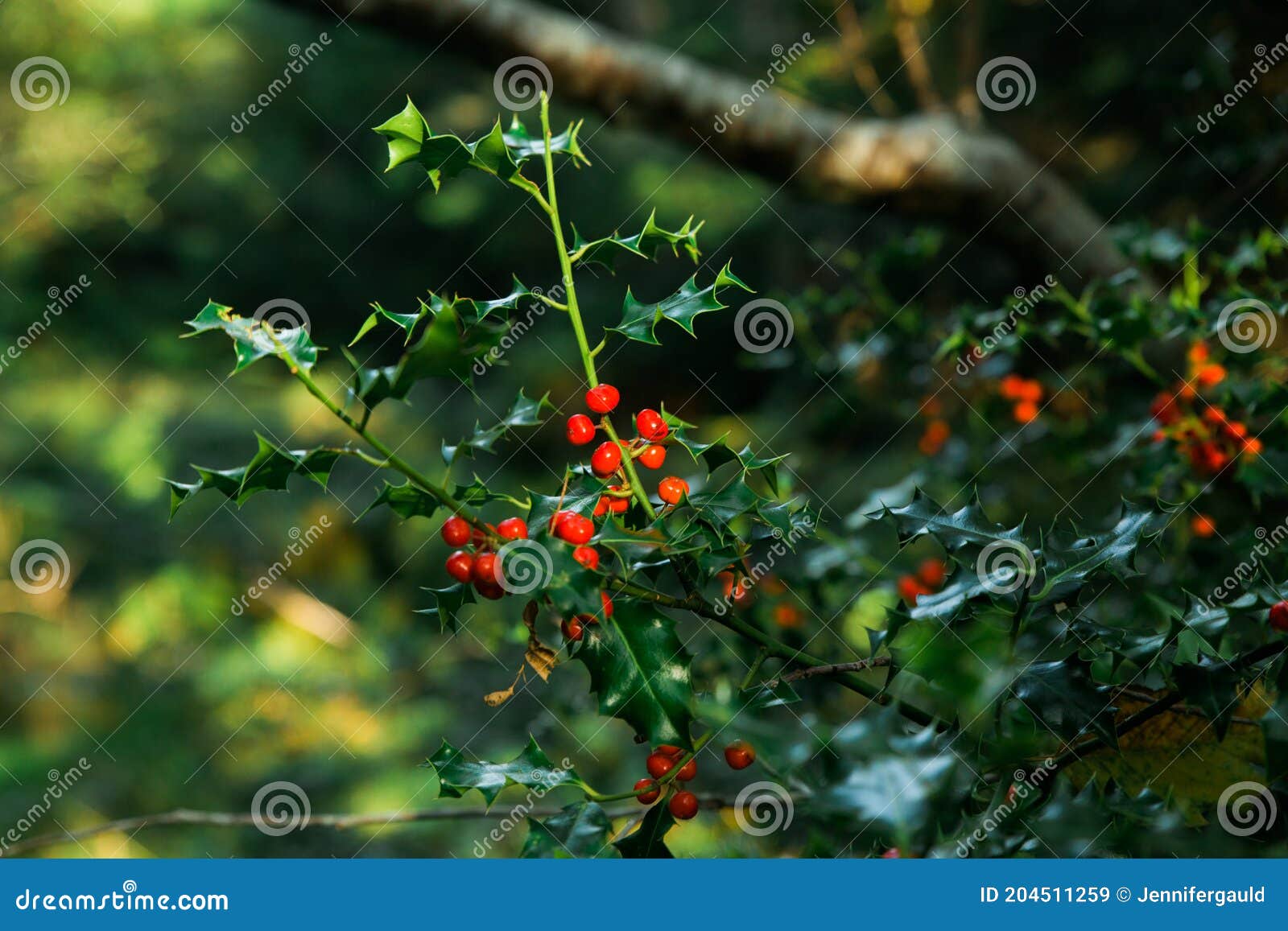 Red Holly Berries on a Holly Tree Stock Image - Image of holly, branch ...