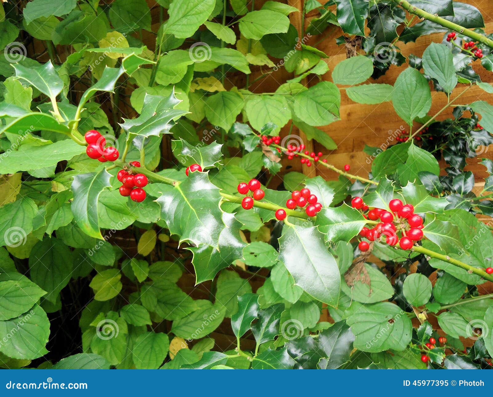 Red Holly Berry stock image. Image of christmas, flora - 45977395