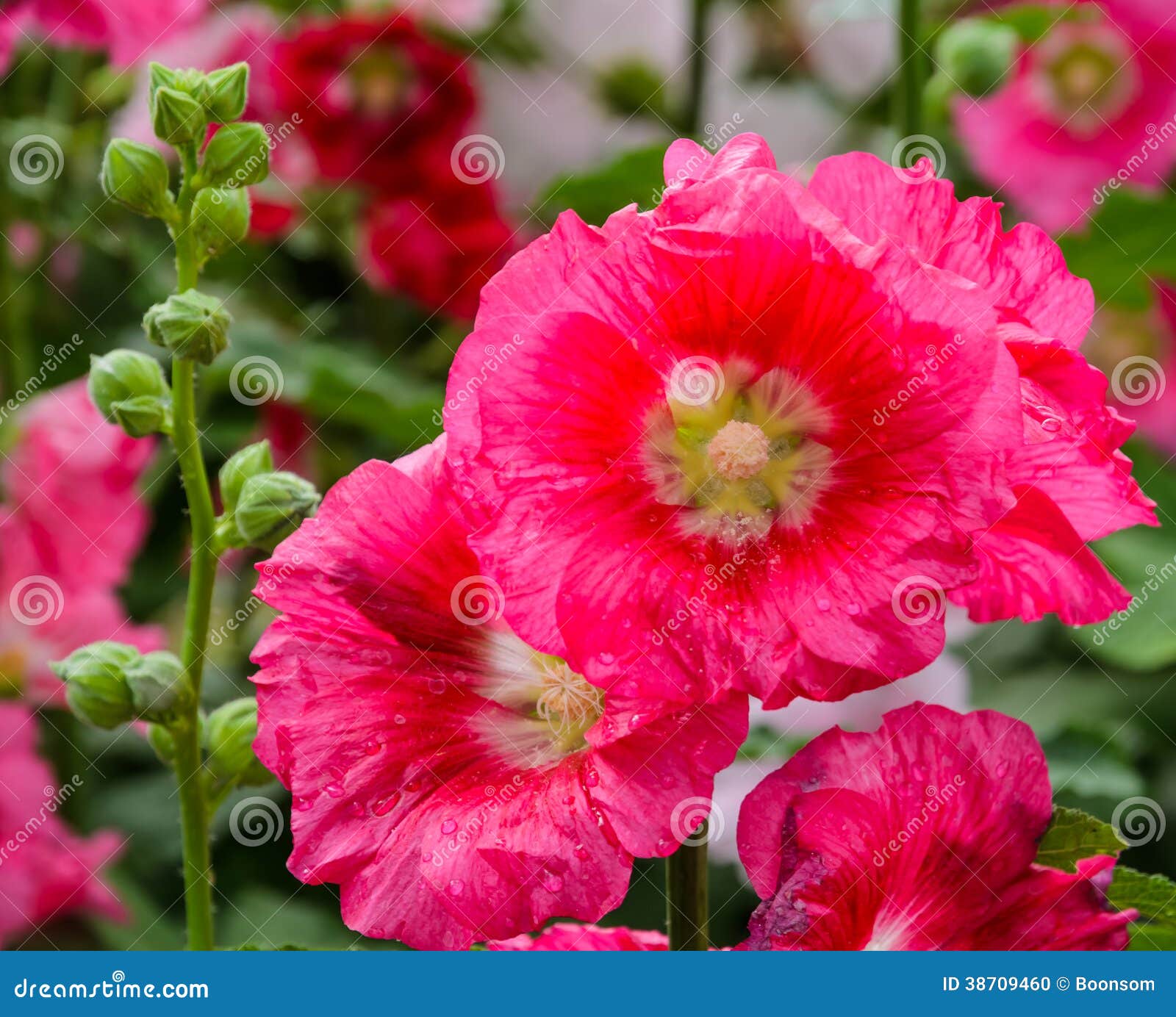 Red Hollyhock flower stock photo. Image of nature, plant - 38709460