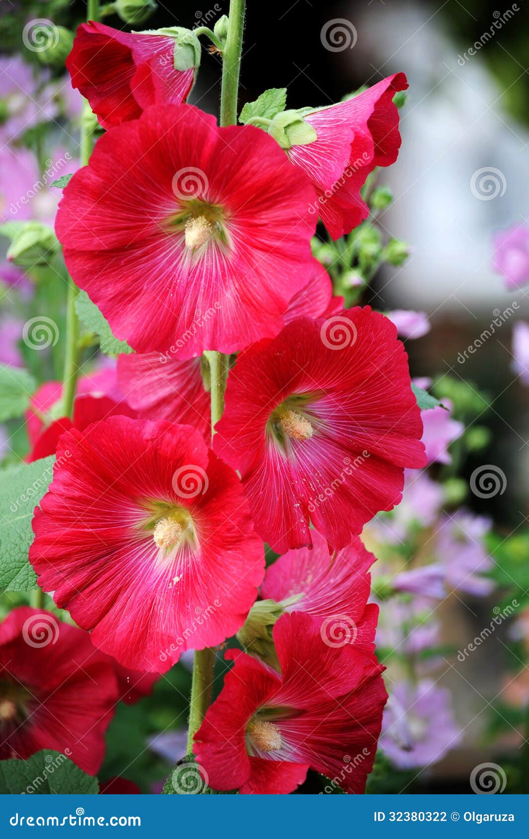 Red Hollyhock or Mallow. stock photo. Image of flowers - 32380322