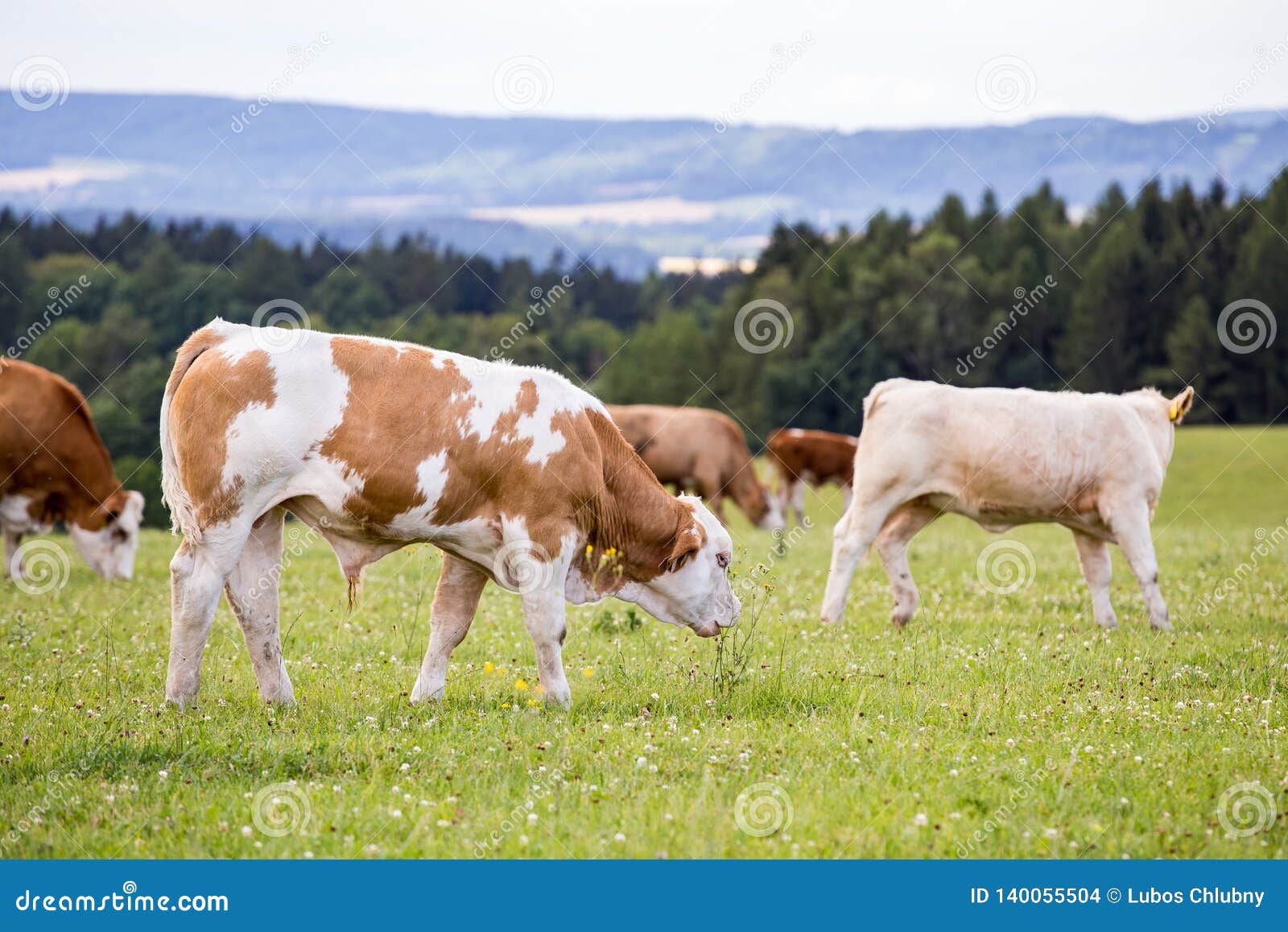 Red Holstein Cows are Grazing on a Meadow Stock Photo - Image of herd ...