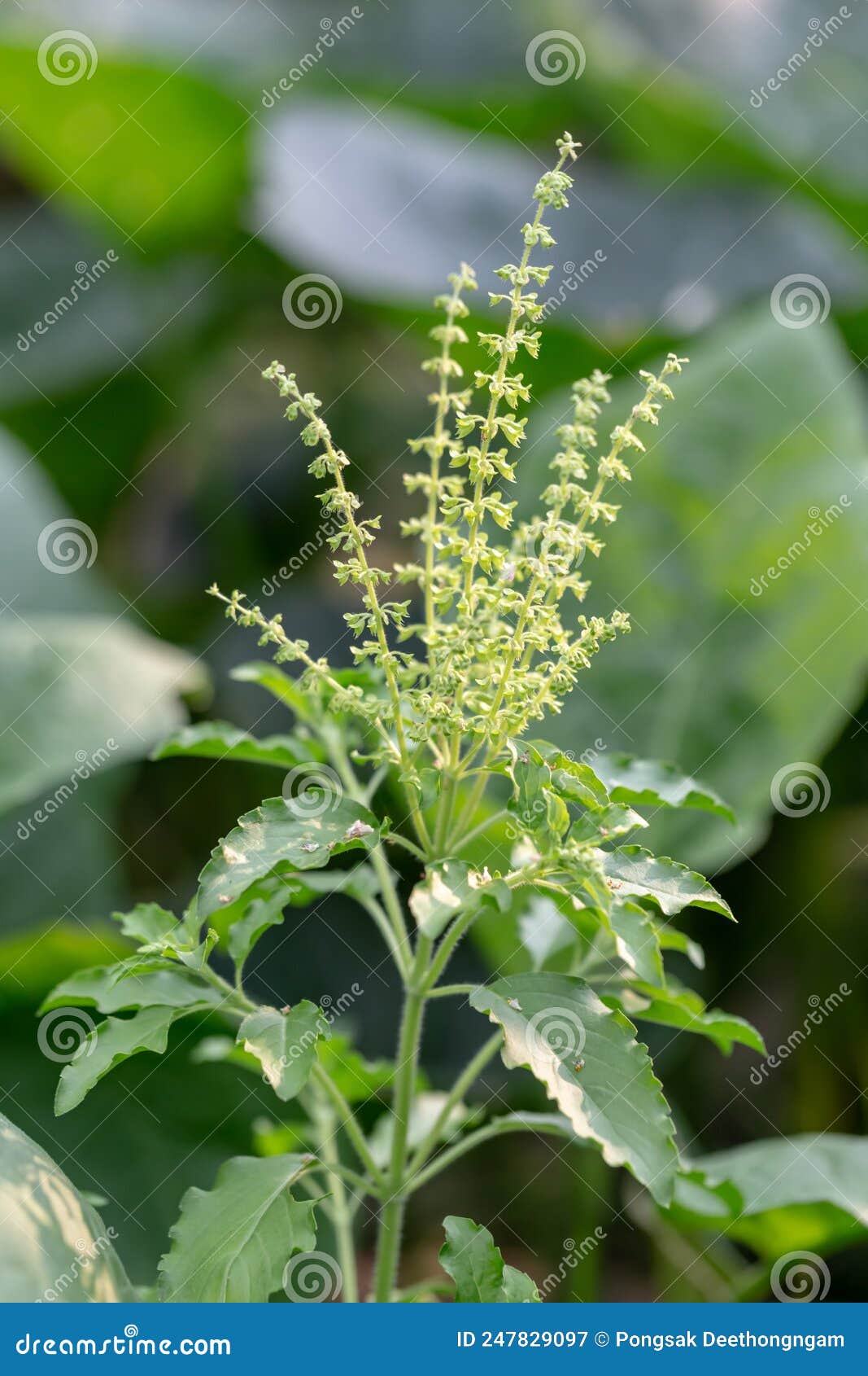 Red holy basil stock image. Image of flavor, garden - 247829097