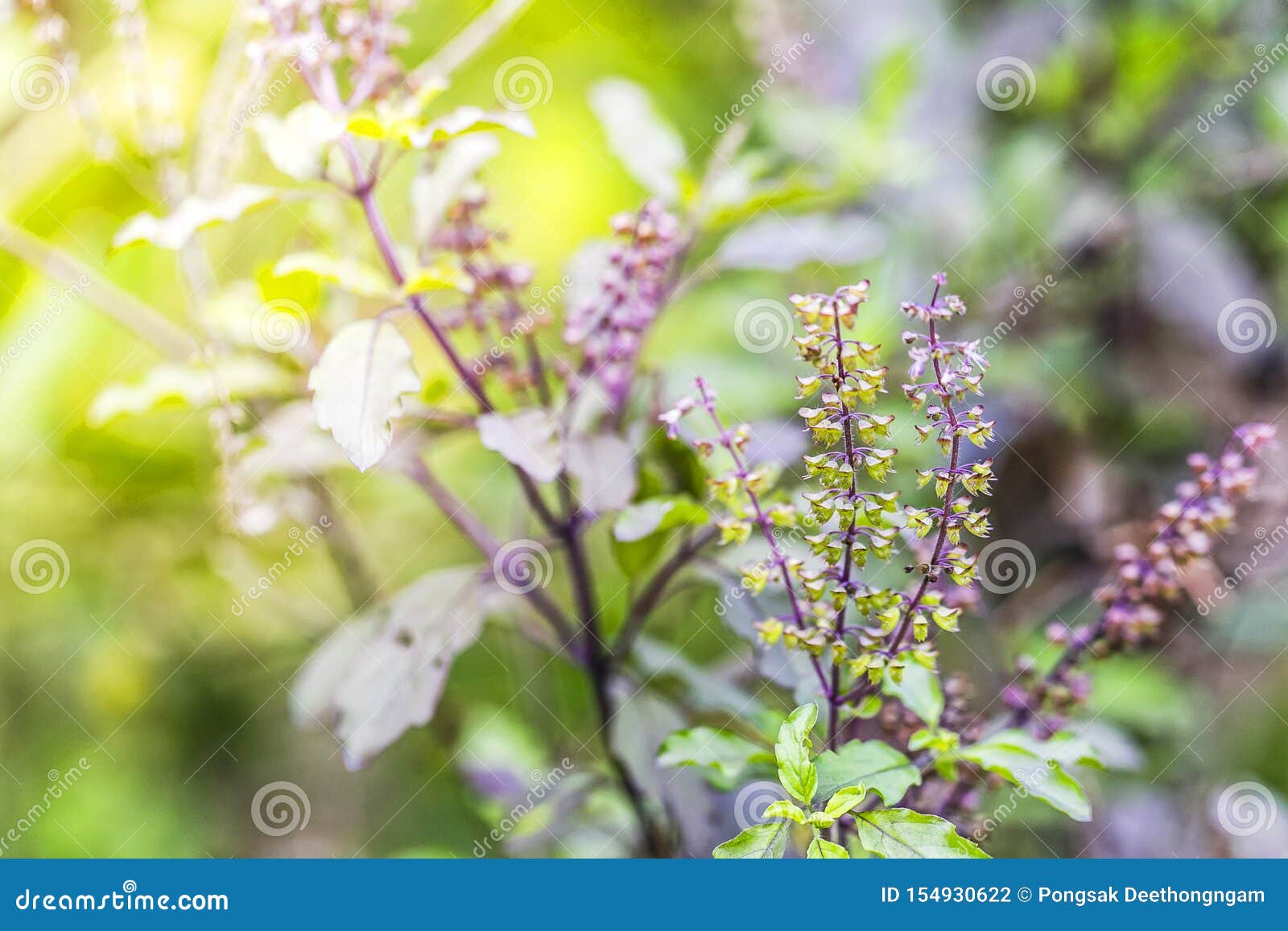 Red holy basil or Basil stock photo. Image of phat, natural - 154930622