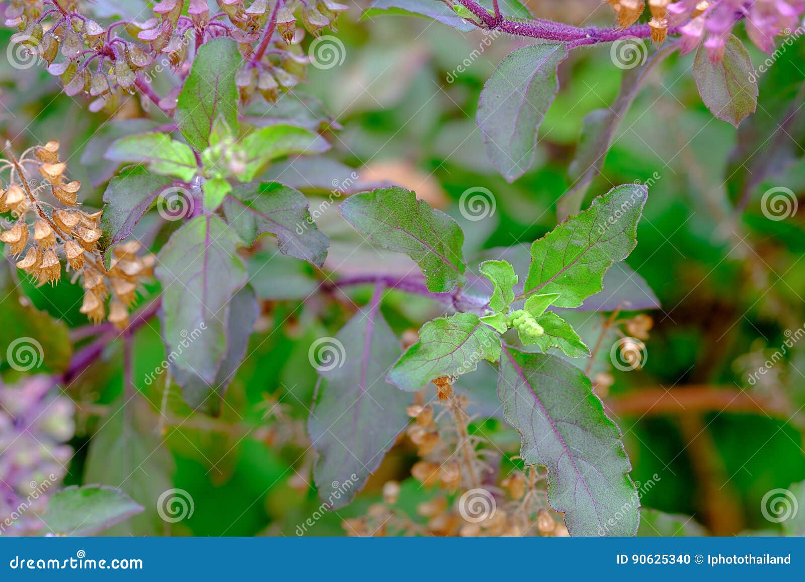 Red Holy Basil and Holy Basil Flower Stock Photo - Image of board ...