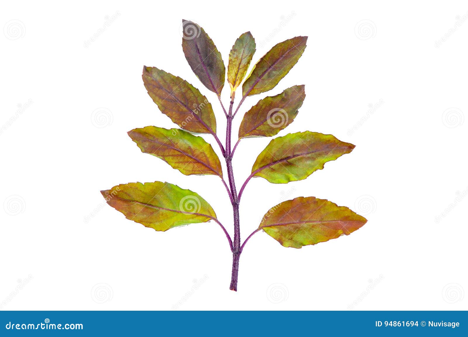 Red Holy basil leaves stock photo. Image of green, abstract - 94861694