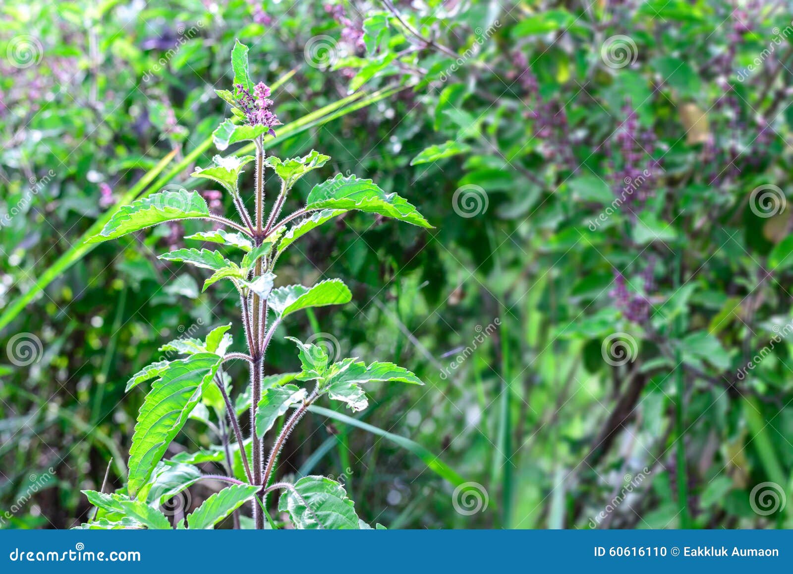 Red Holy Basil (Ocimum Sanctum) Stock Photo - Image of india, cuisine ...