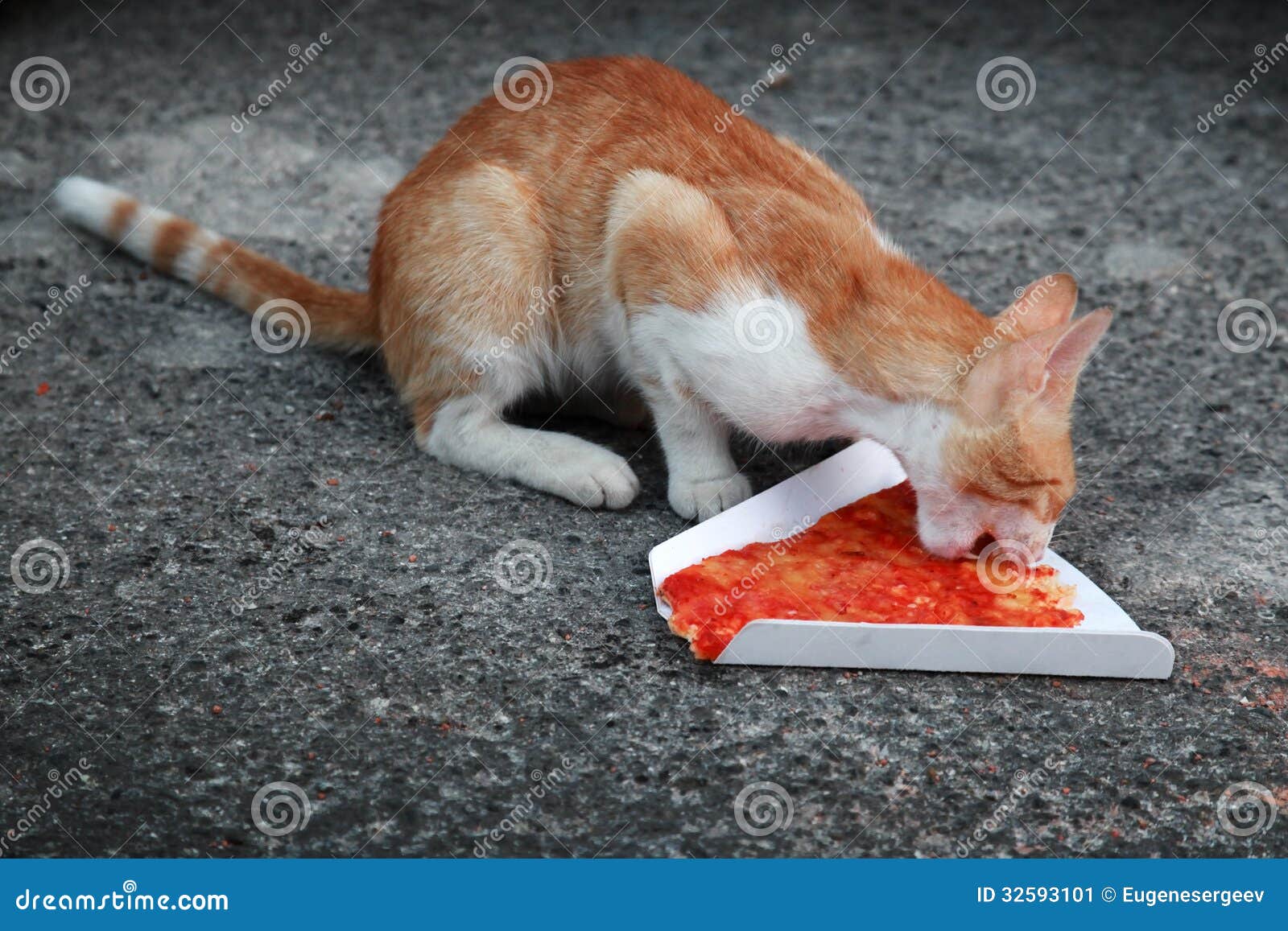 Red Homeless Cat Eats Pizza on Asphalt Stock Image - Image of sandwich ...