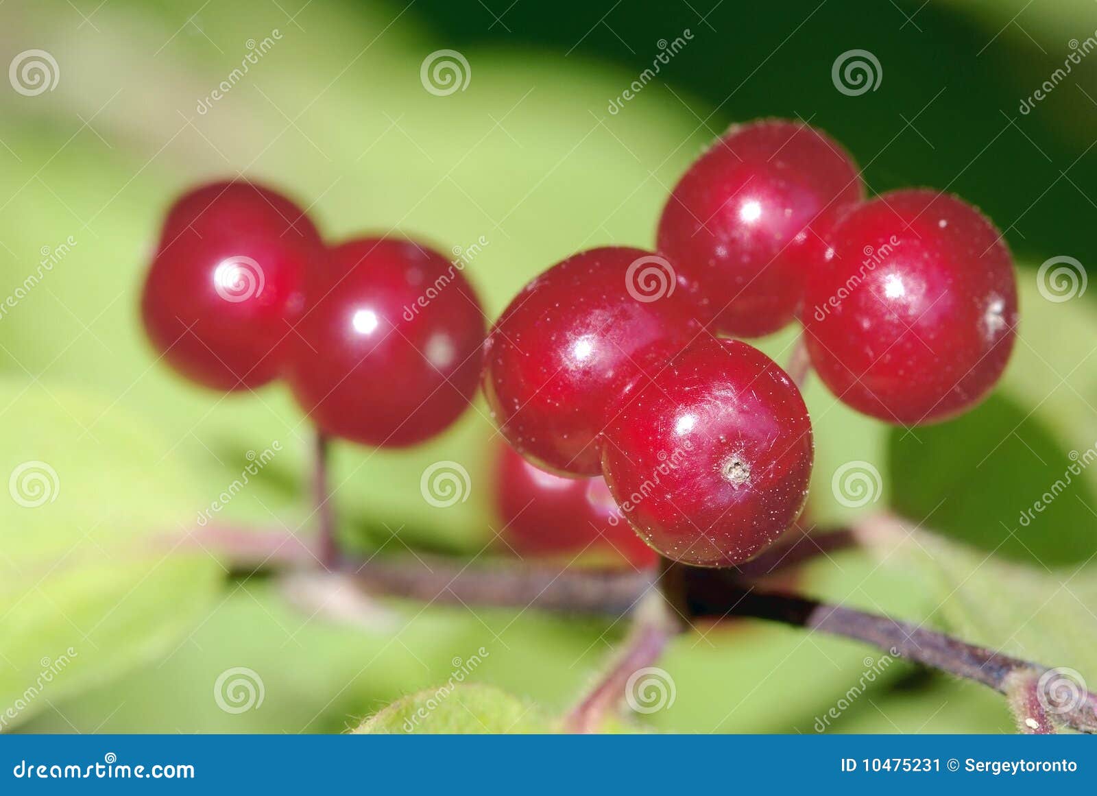 Red honeysuckle berry stock image. Image of round, element - 10475231