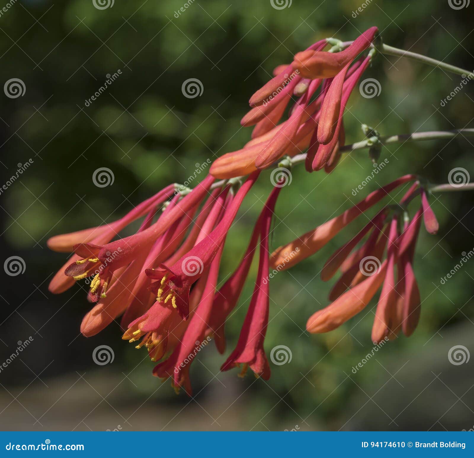 3,297 Red Honeysuckle Stock Photos - Free & Royalty-Free Stock Photos ...