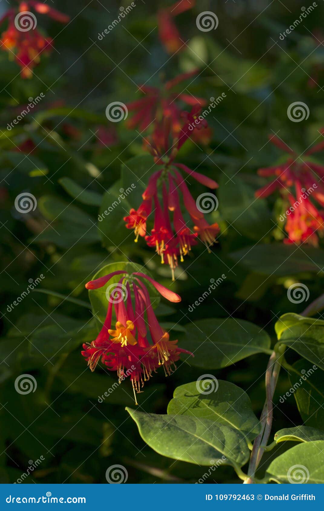 Red Honeysuckle in Green Foliage Stock Image - Image of green, hanging ...