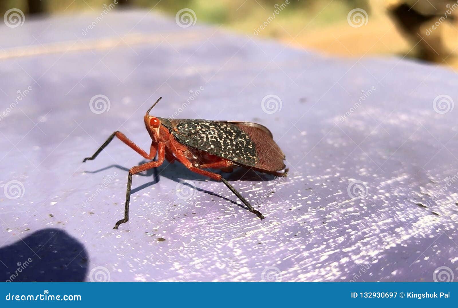 Red Hopper stock image. Image of hopper, angry, table - 132930697