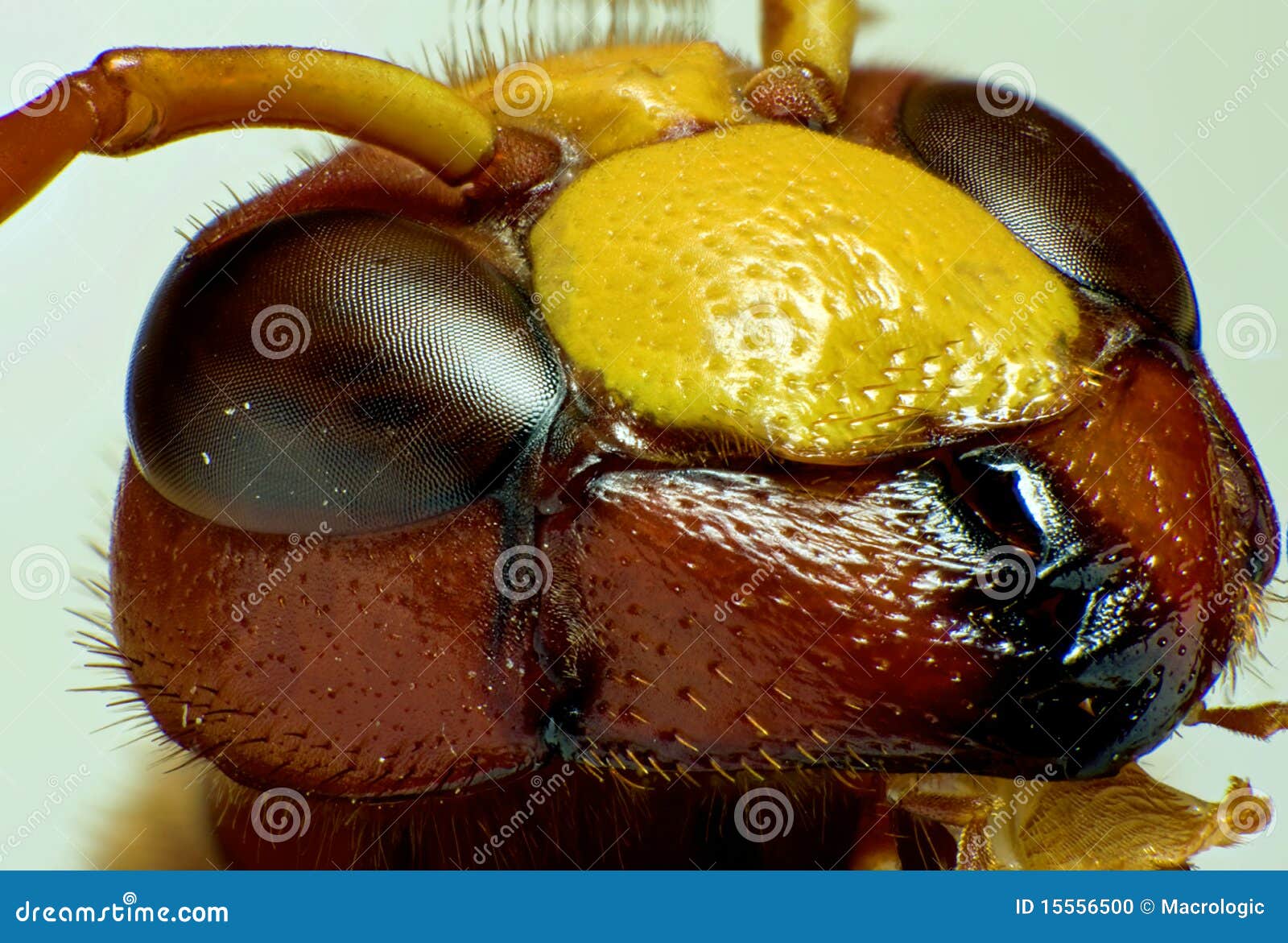Red Hornet stock photo. Image of macro, danger, nature - 15556500